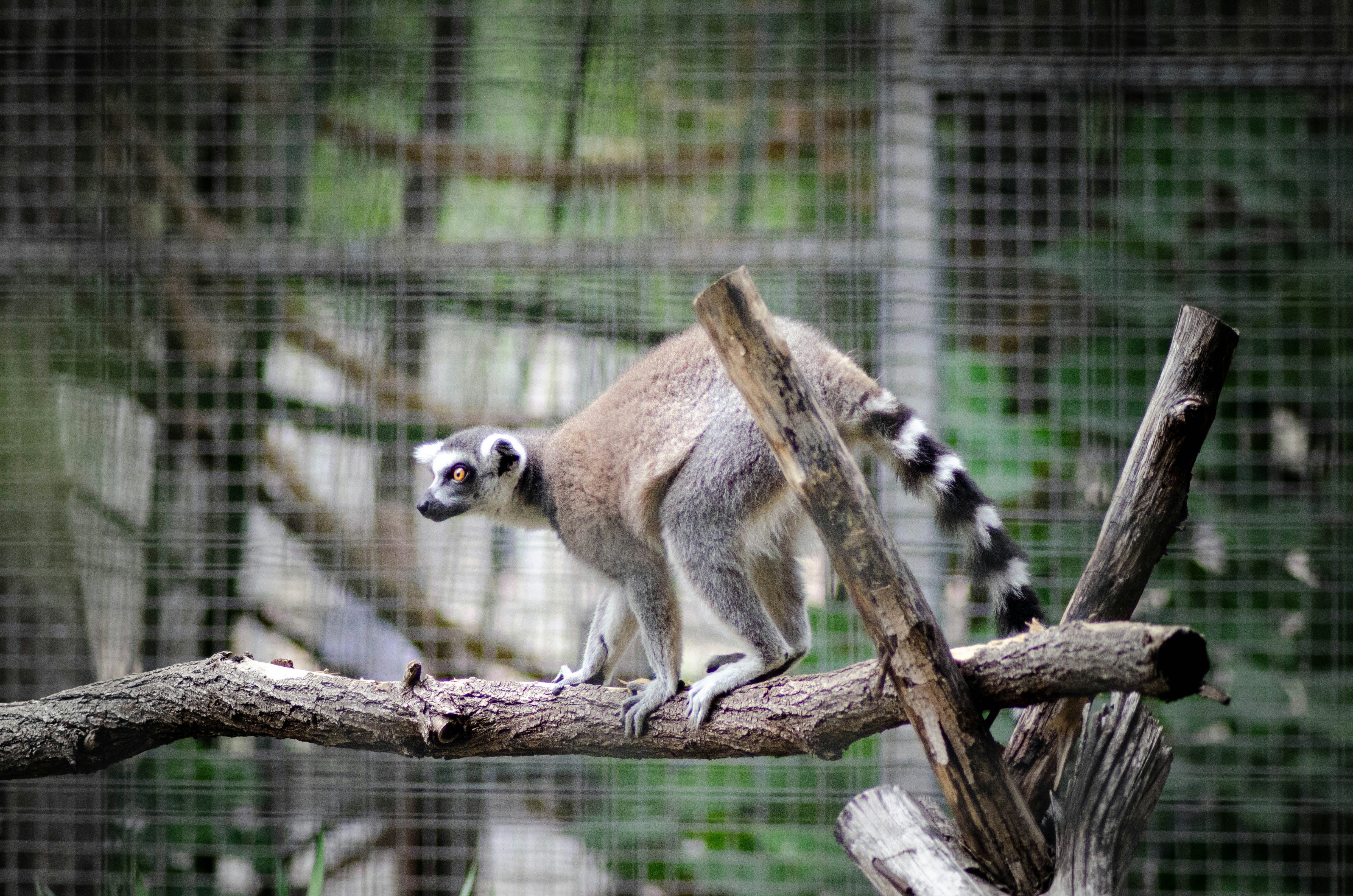 Curious Ring-Tailed Lemur Perched on a Weathered Branch Behind Enclosure Mesh
