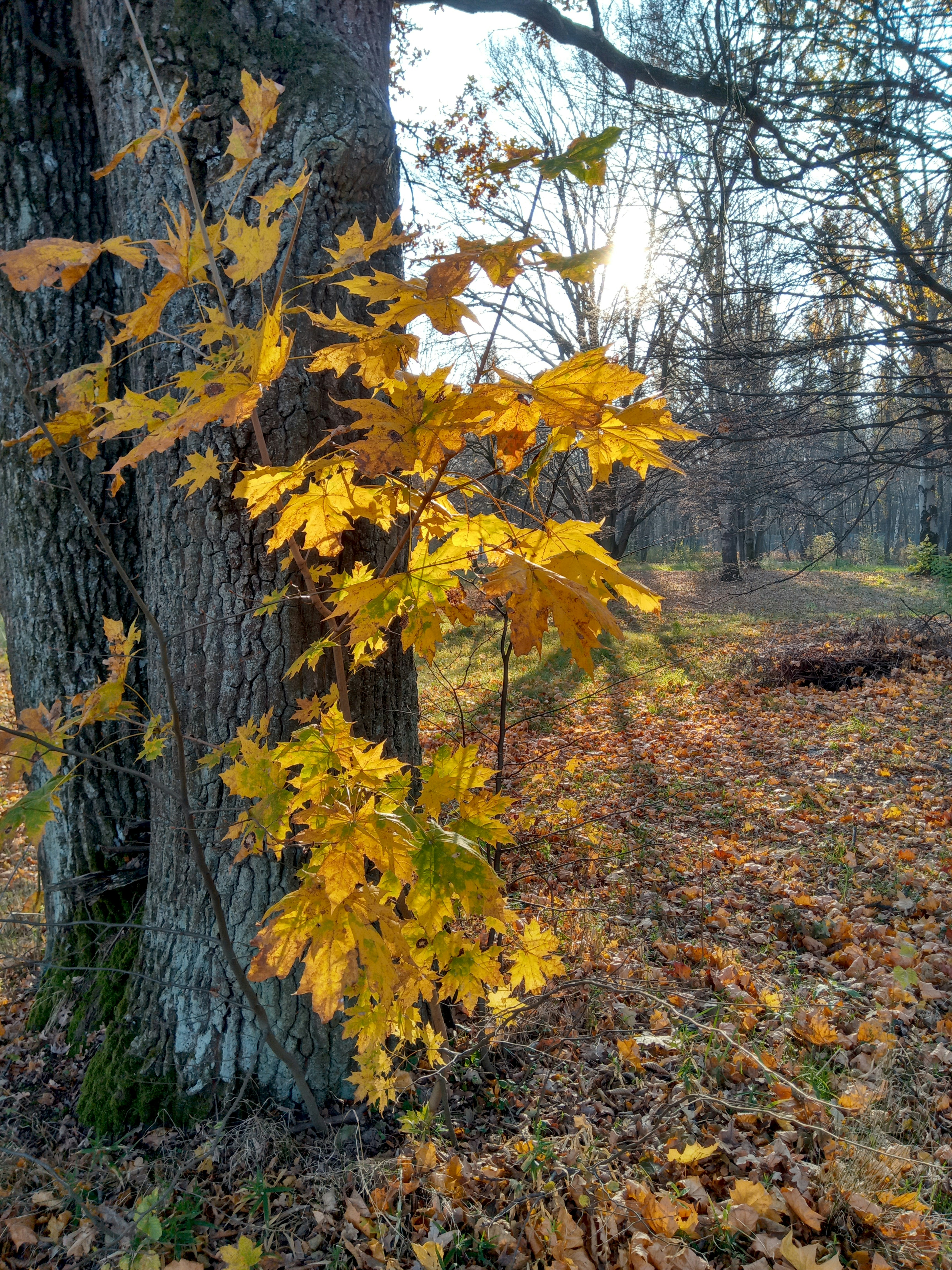 Sample photo from ZTE Blade A7