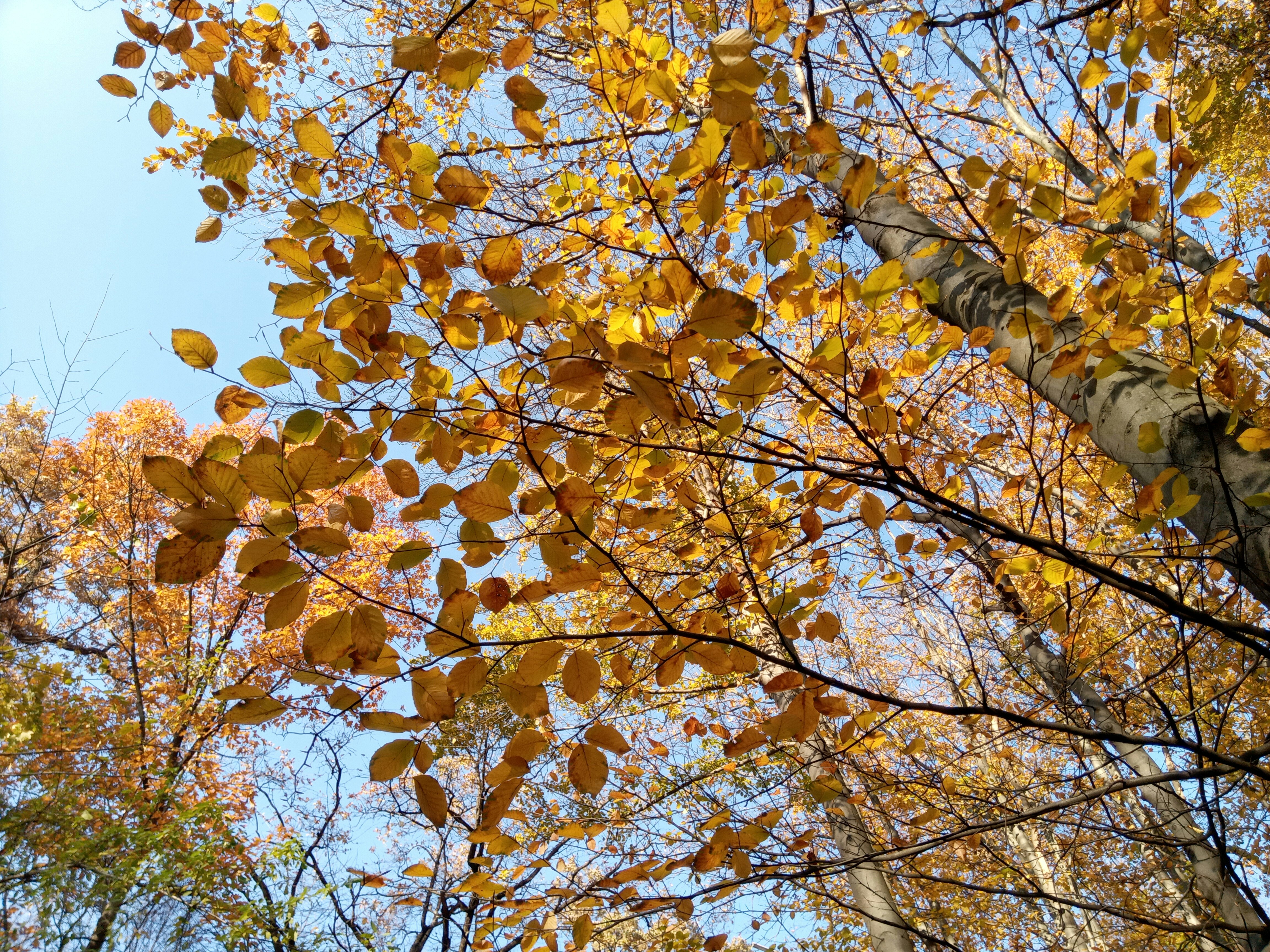 Vibrant autumn leaves in shades of gold and orange create a textured canopy against a clear blue sky.