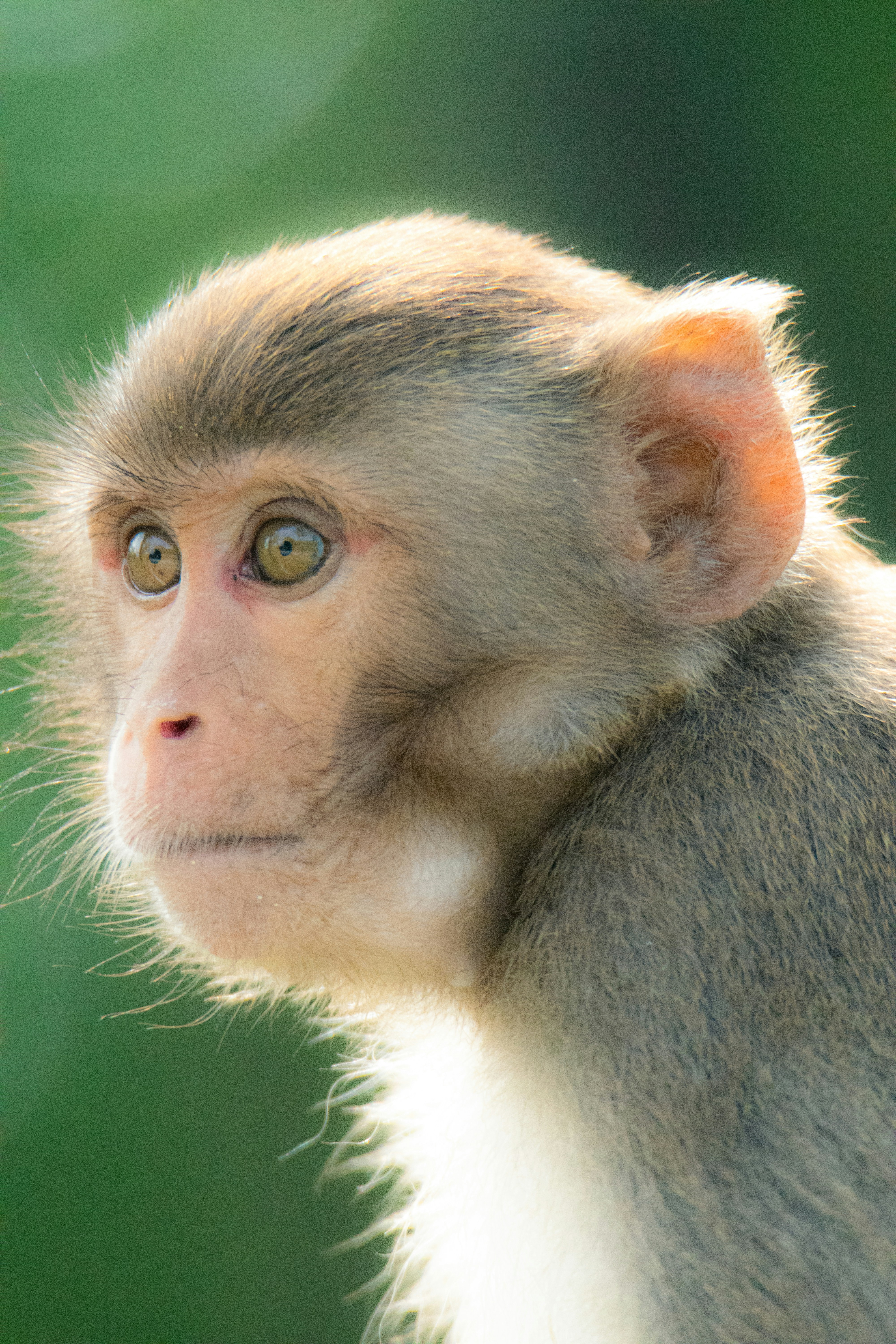 A close-up shot of a monkey curiously holding and sipping from a soda bottle. The image captures an unusual and humorous interaction between wildlife and human objects, highlighting the monkey’s expressive face and inquisitive nature.