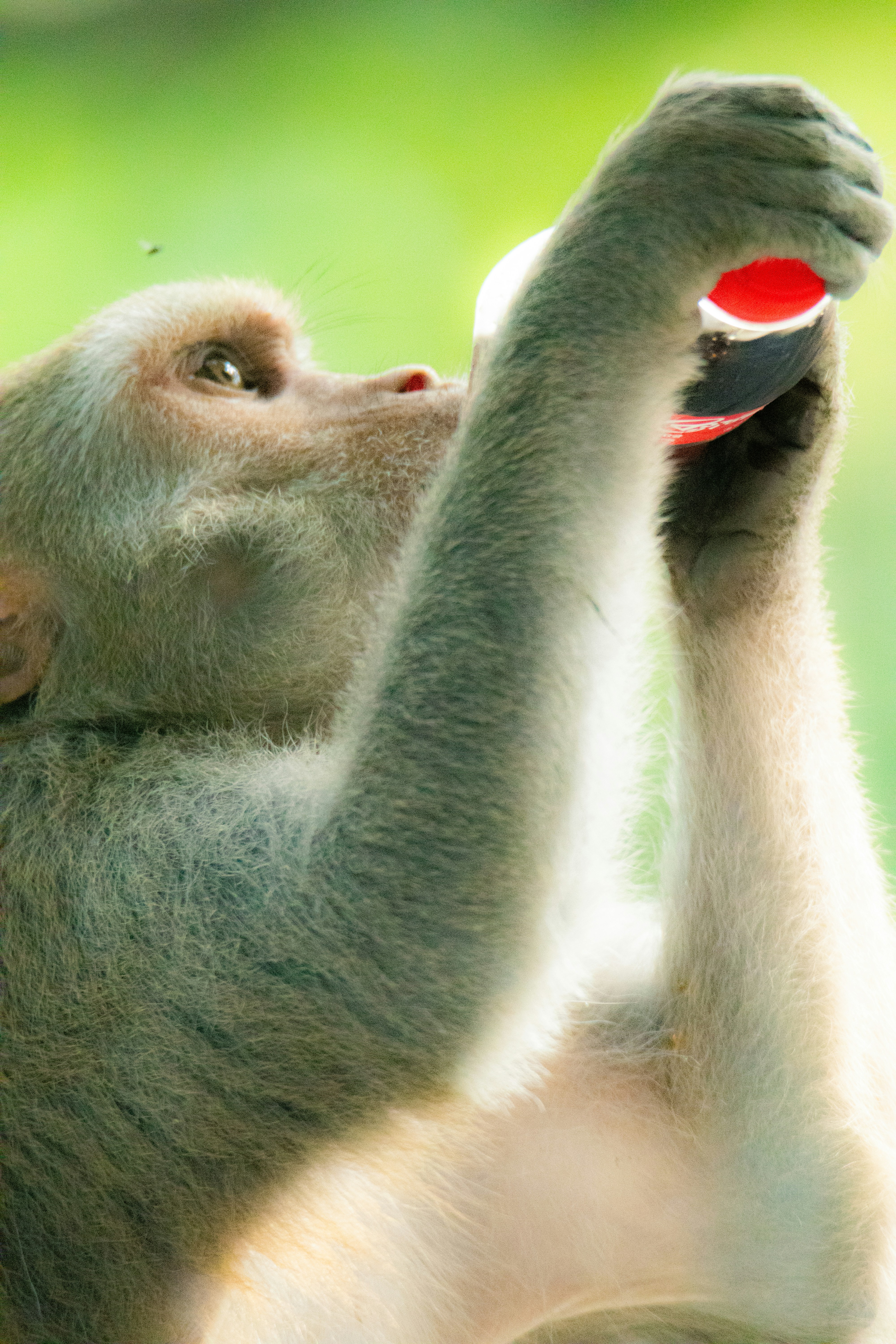 A close-up shot of a monkey curiously holding and sipping from a soda bottle. The image captures an unusual and humorous interaction between wildlife and human objects, highlighting the monkey’s expressive face and inquisitive nature.