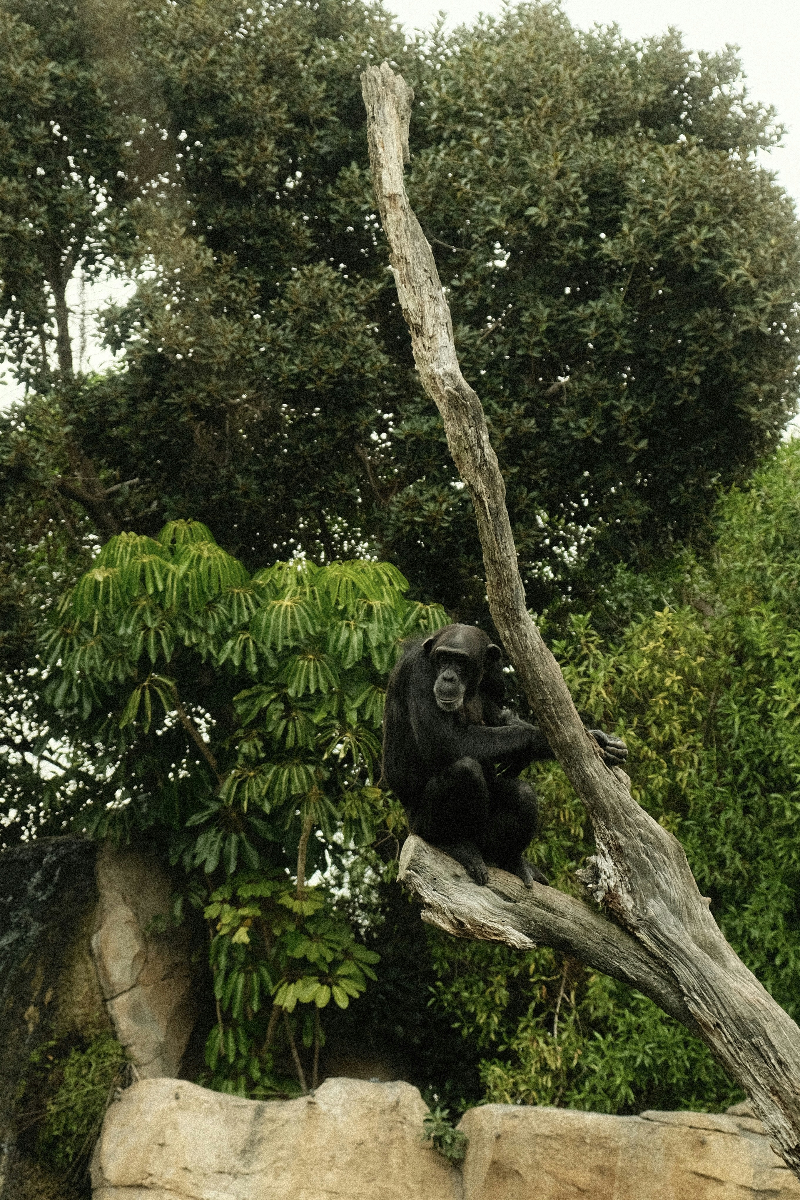 Apex on the Branch: Chimpanzee’s Quiet Posture in Dappled Light