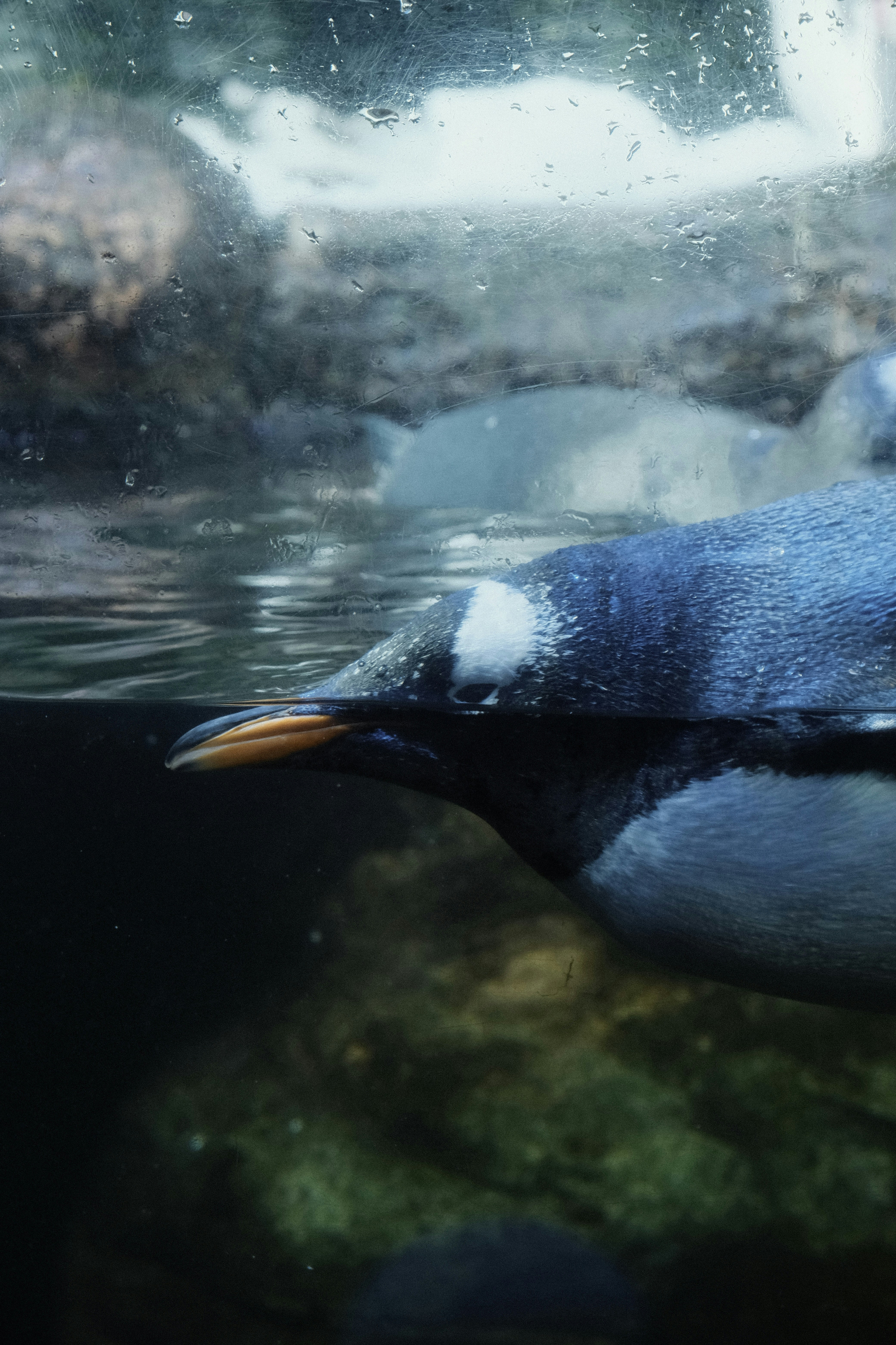 Across the Waterline: A Penguin's Half-Submerged Portrait