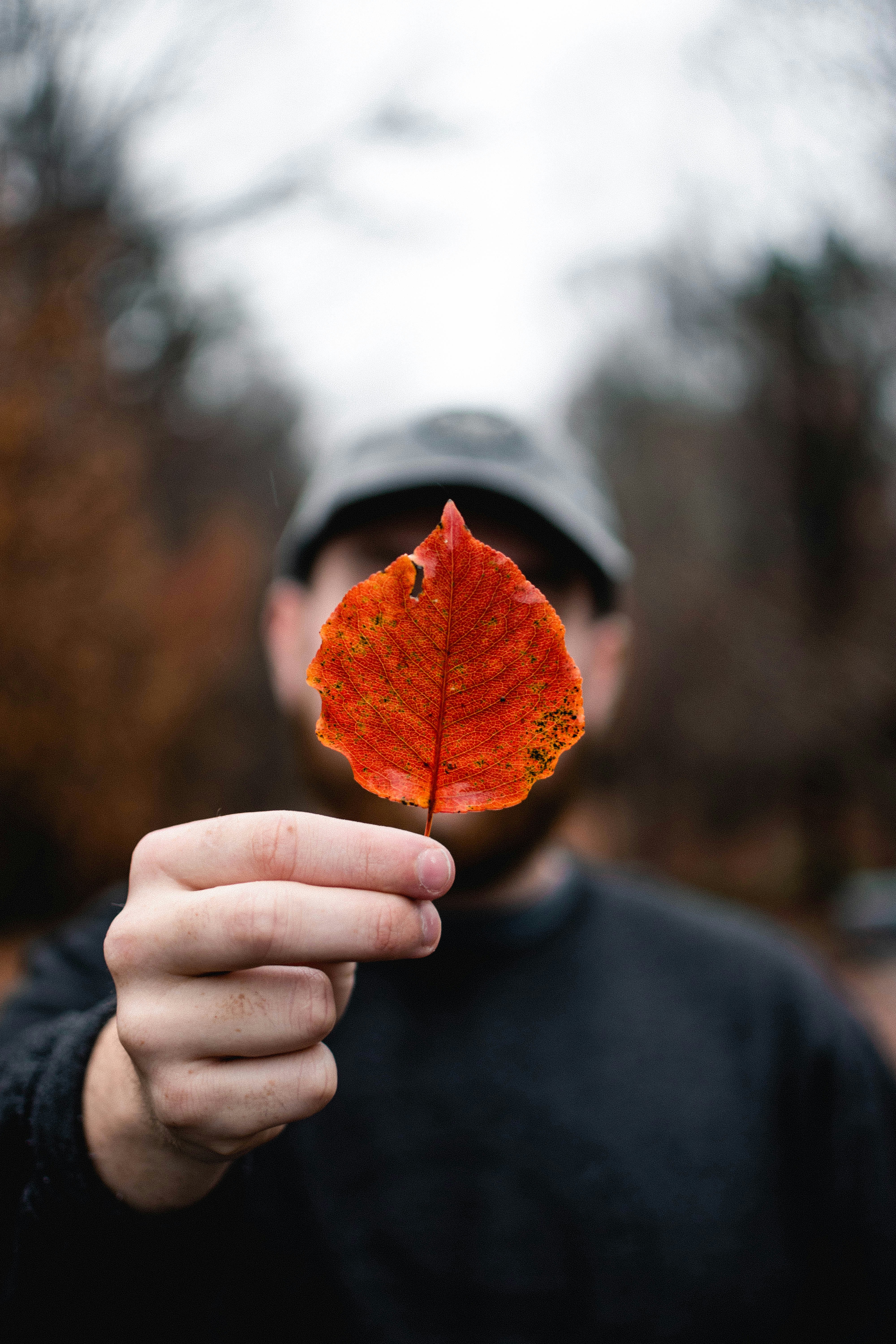 Crimson Leaf in Focus: A Quiet Autumn Portrait