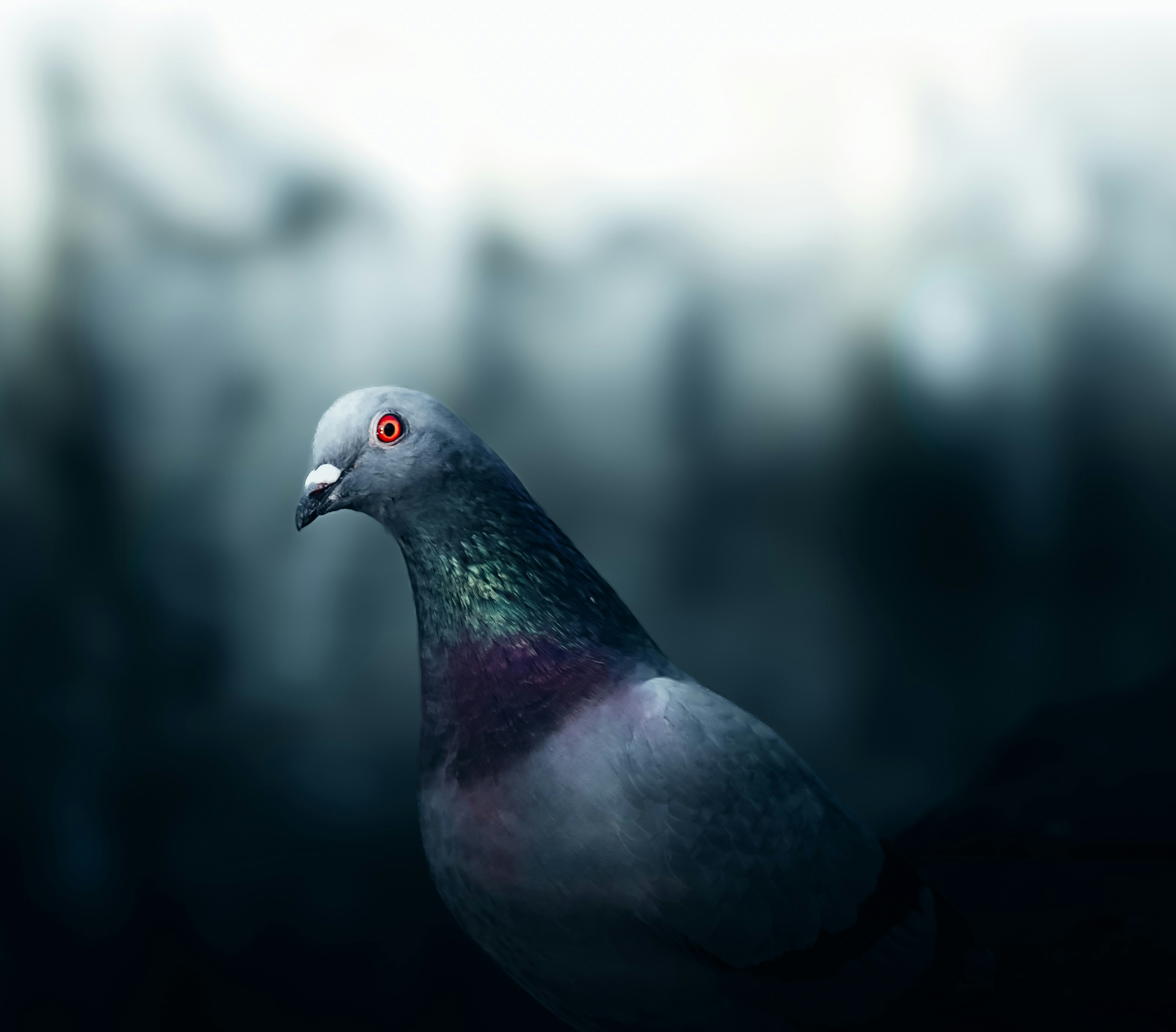 Close-up of a pigeon with striking red eyes against a blurred dark background, emphasizing its alert demeanor.