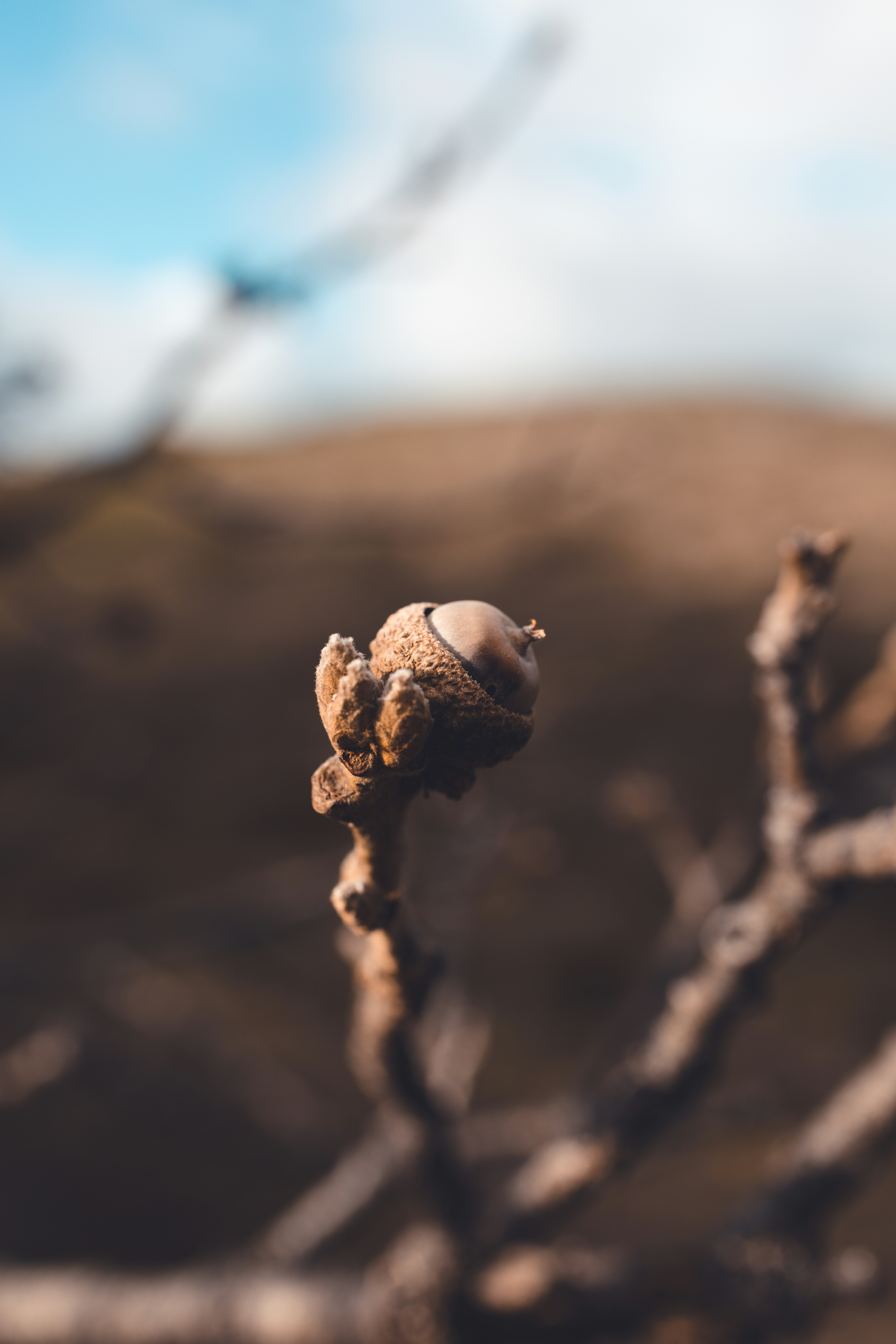 A close up of a tree branch with a sky in the background photo – Free ...