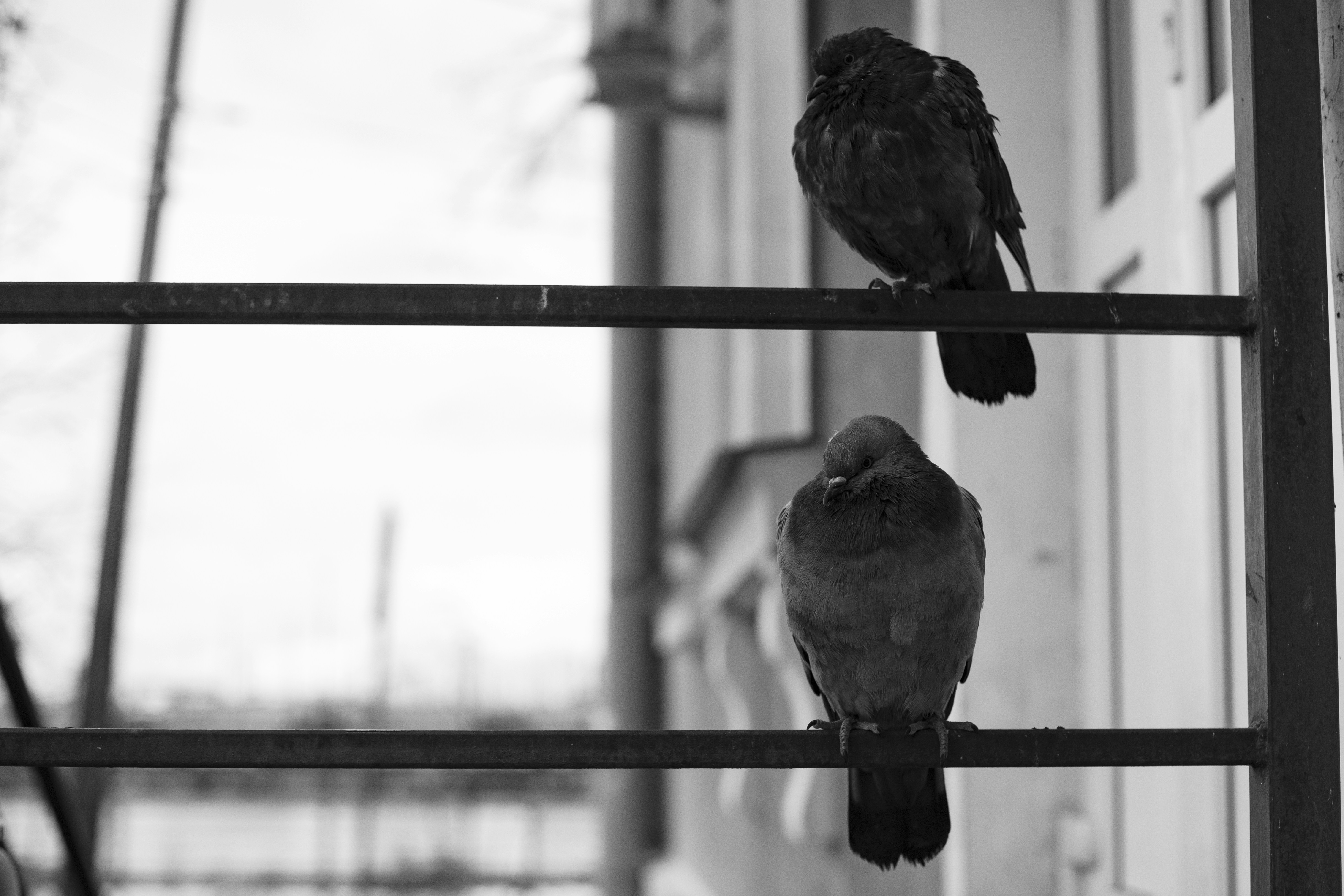 A Quiet Alignment: Two Pigeons on Parallel Urban Rails