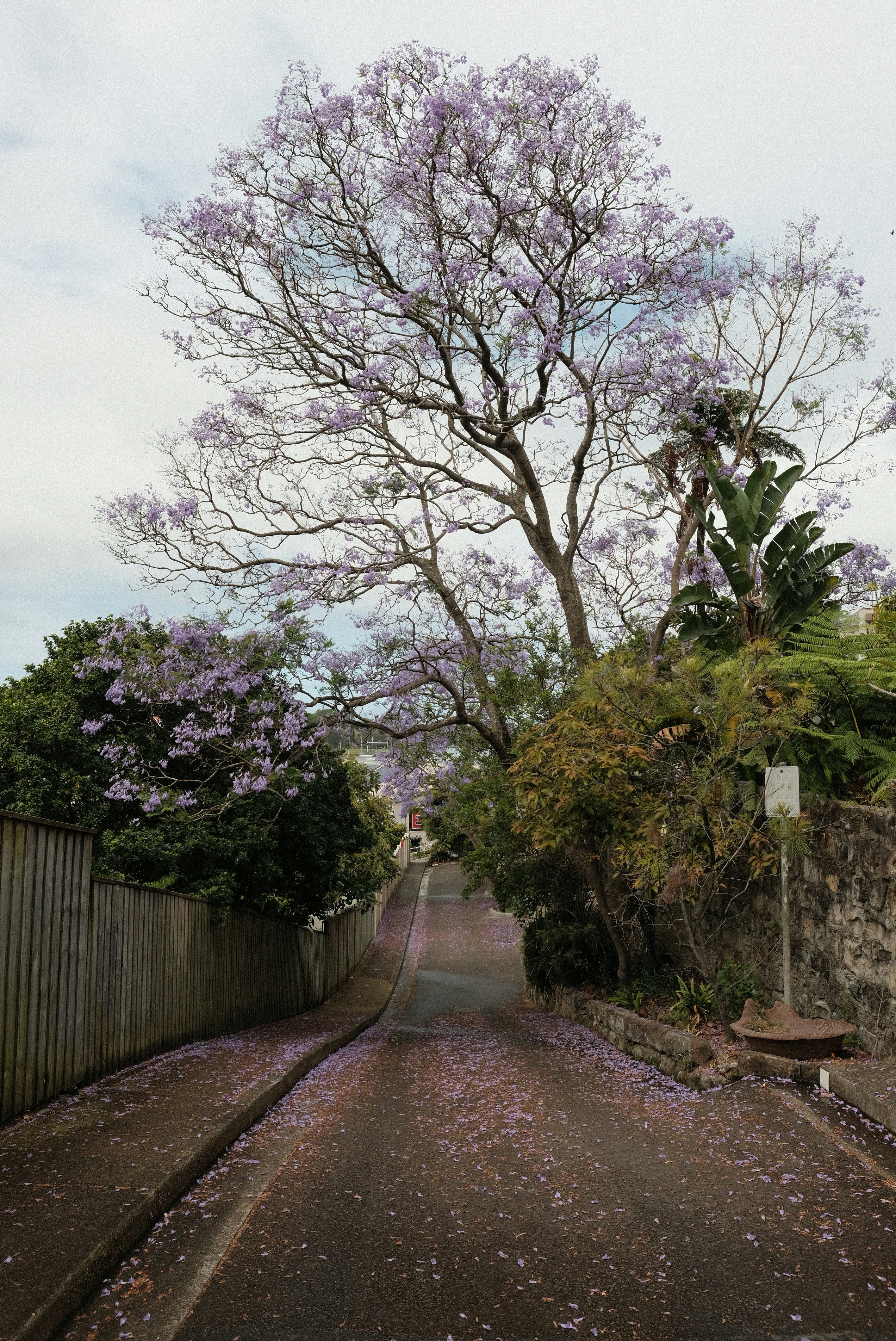 Jacaranda Alley: Petal-Dusted Path Beneath a Violet Canopy