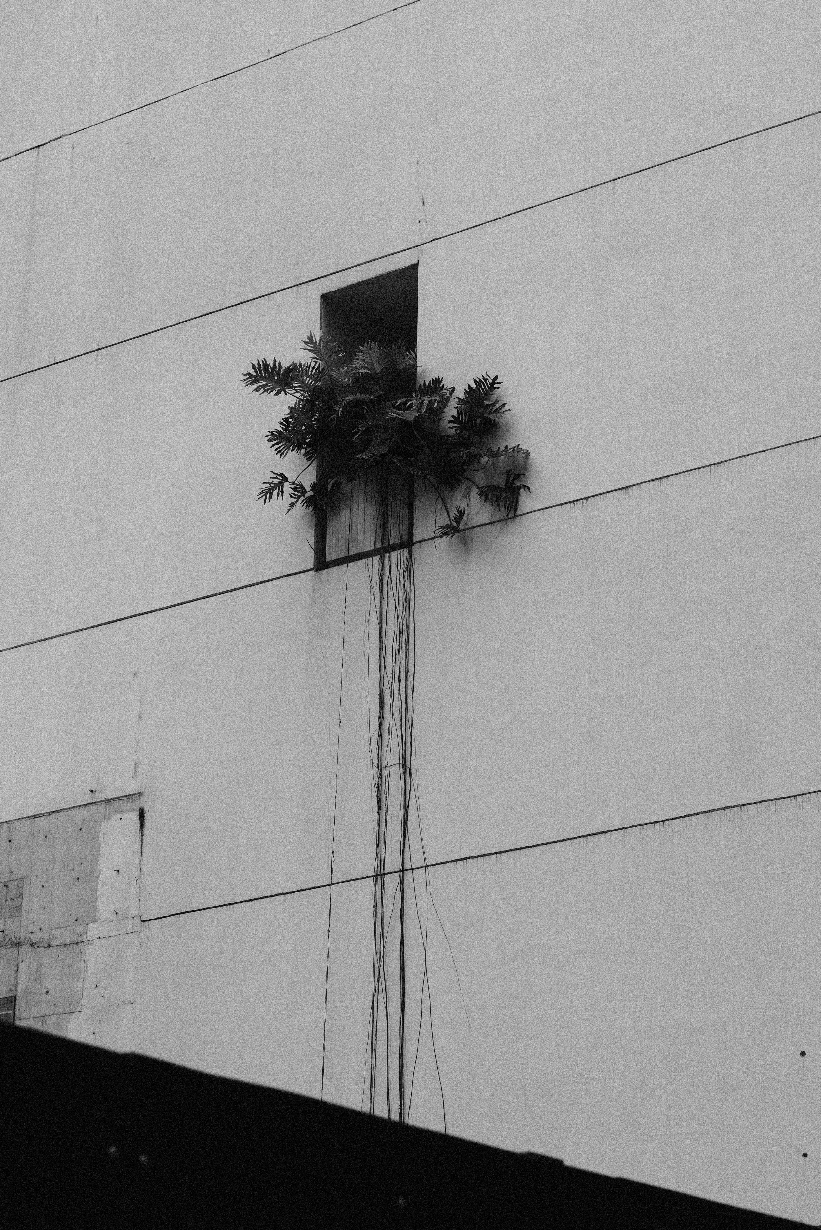 Concrete Window Garden: Vines Spilling from a Narrow Aperture