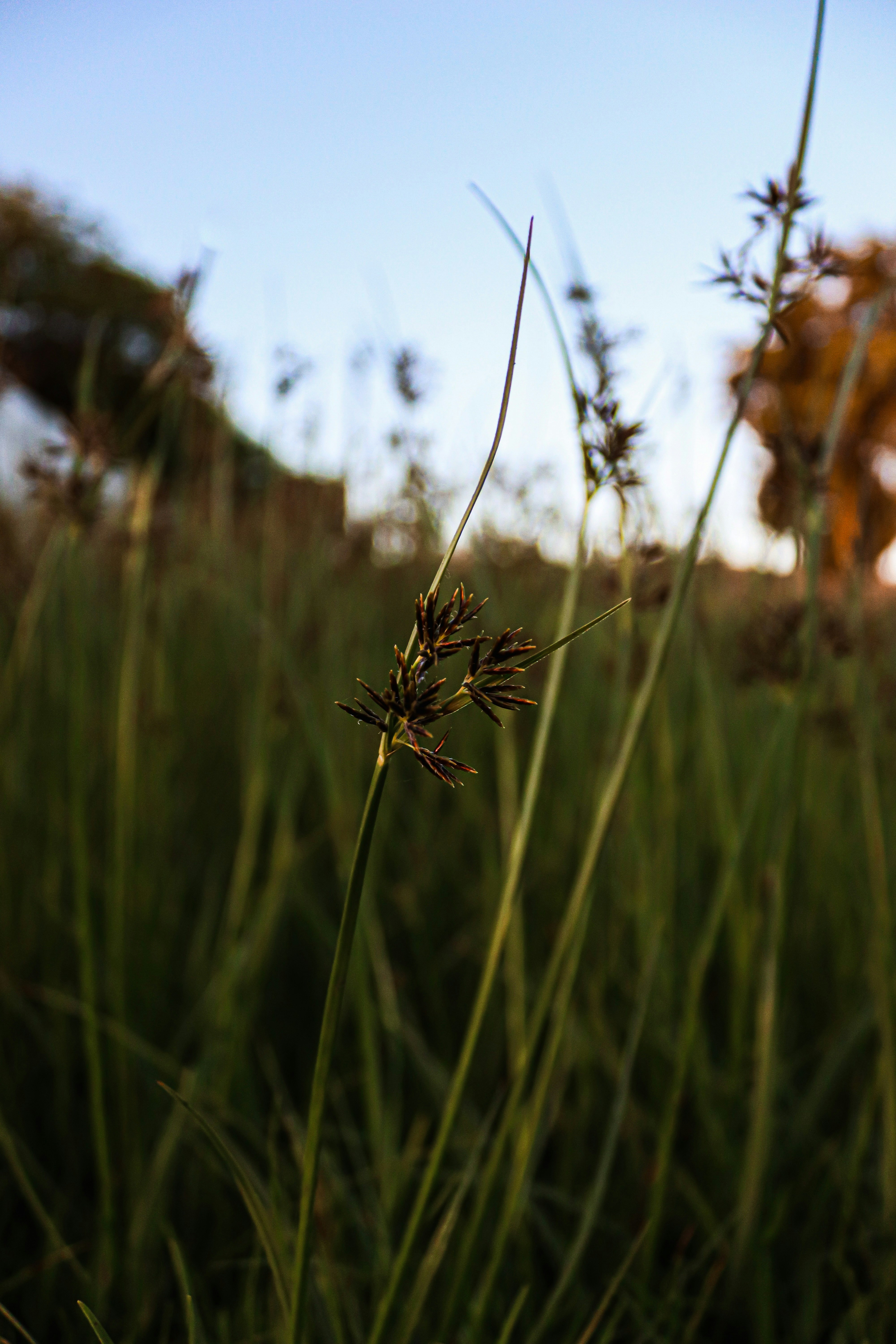 A Micro Portrait of a Grass Seed Head in a Quiet Meadow