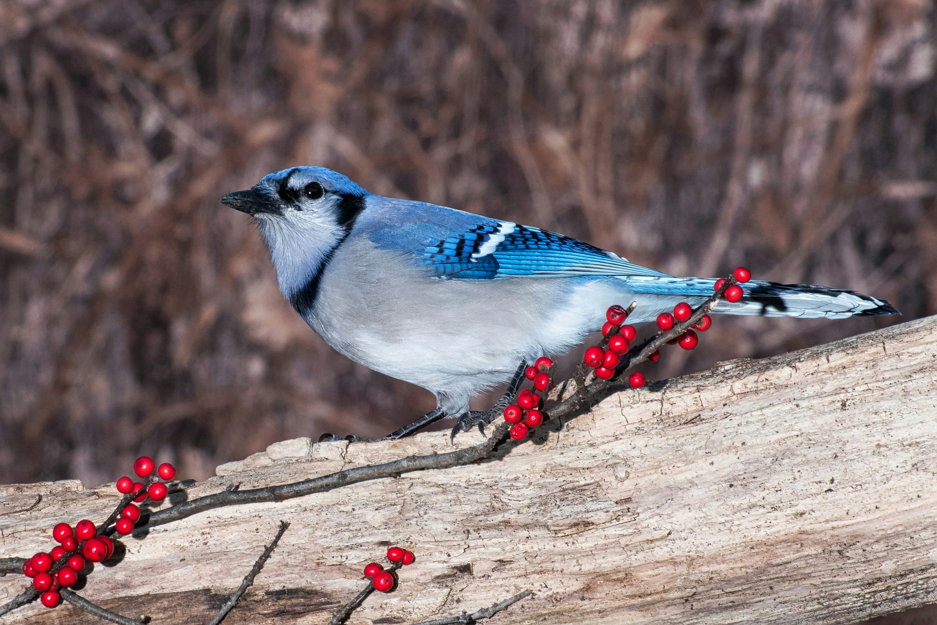 A blue jay sitting on a branch with berries photo – Free Wildlife Image ...