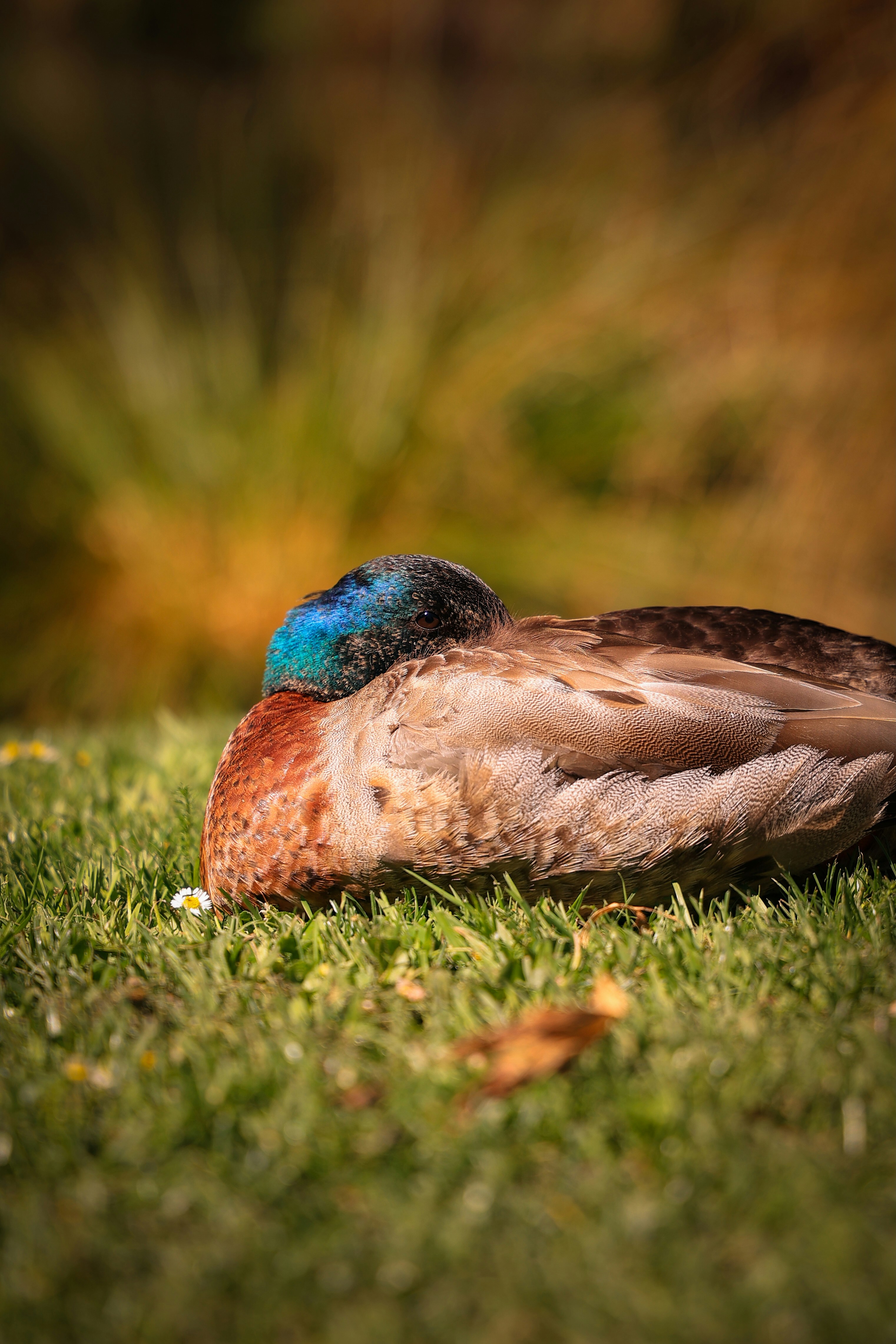 Sunlit Mallard Doze: Iridescent Head in a Quiet Meadow