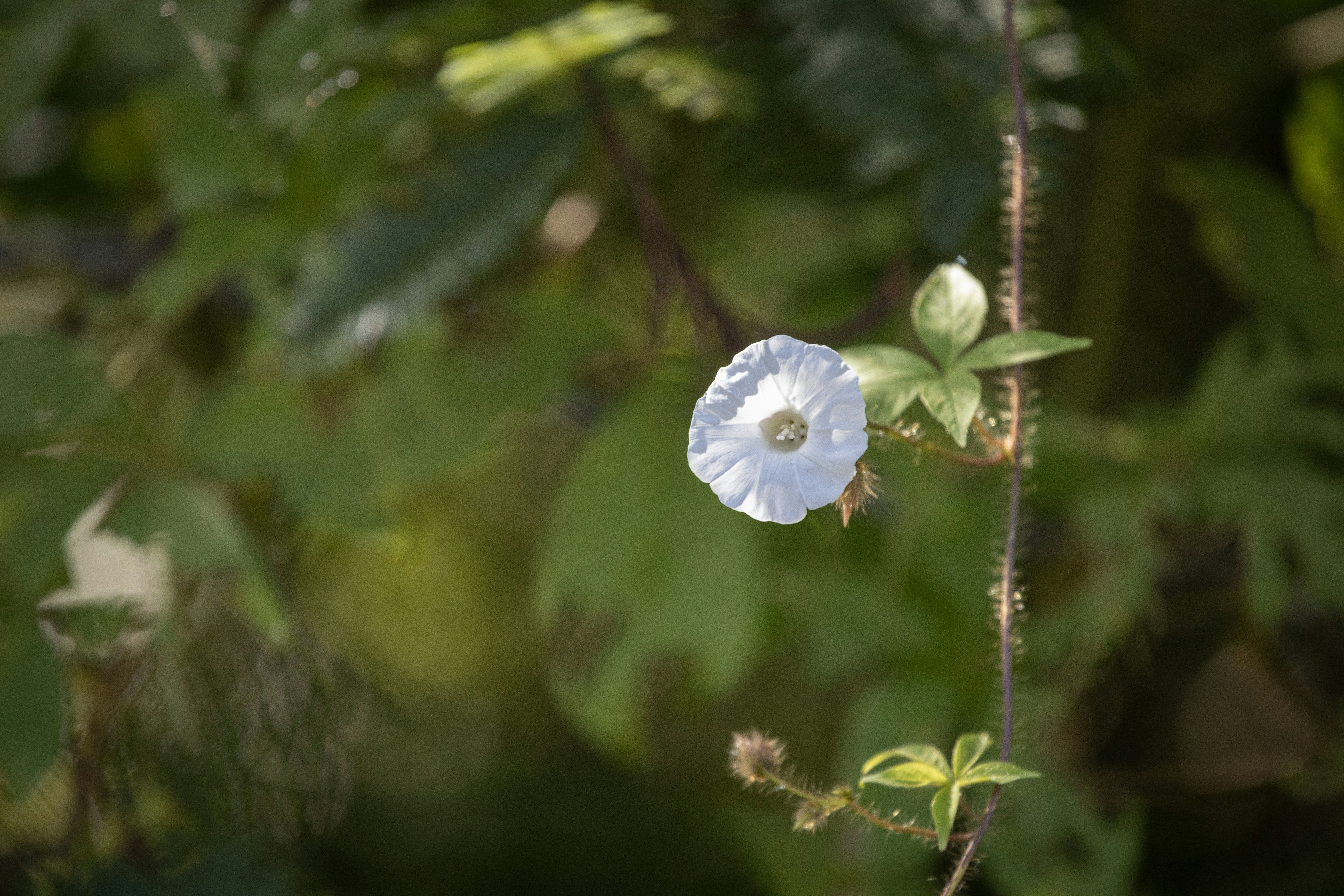 Solitary pale bloom on a sunlit vine, framed by soft green bokeh