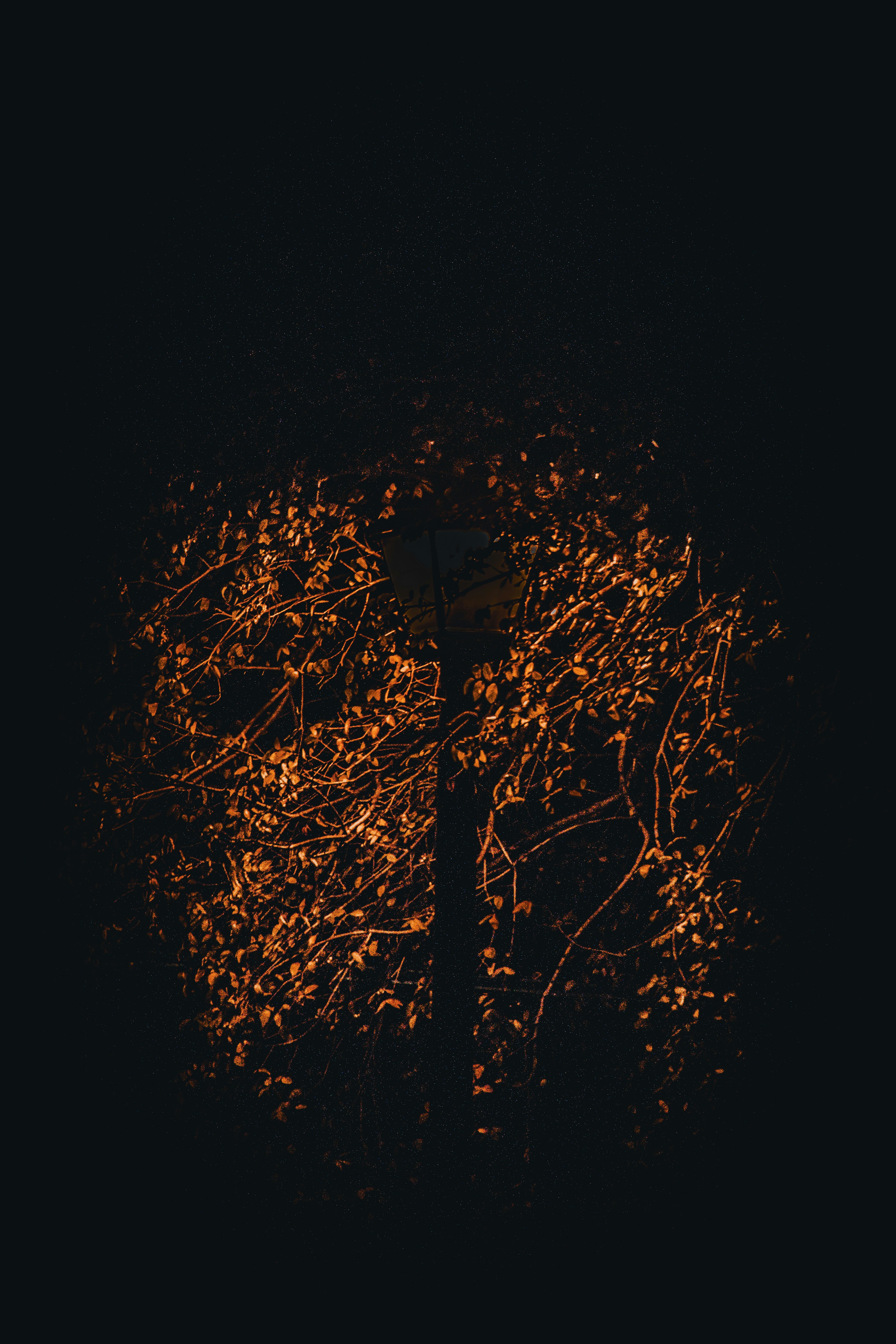 Amber Glow Behind a Veil of Night-Time Foliage