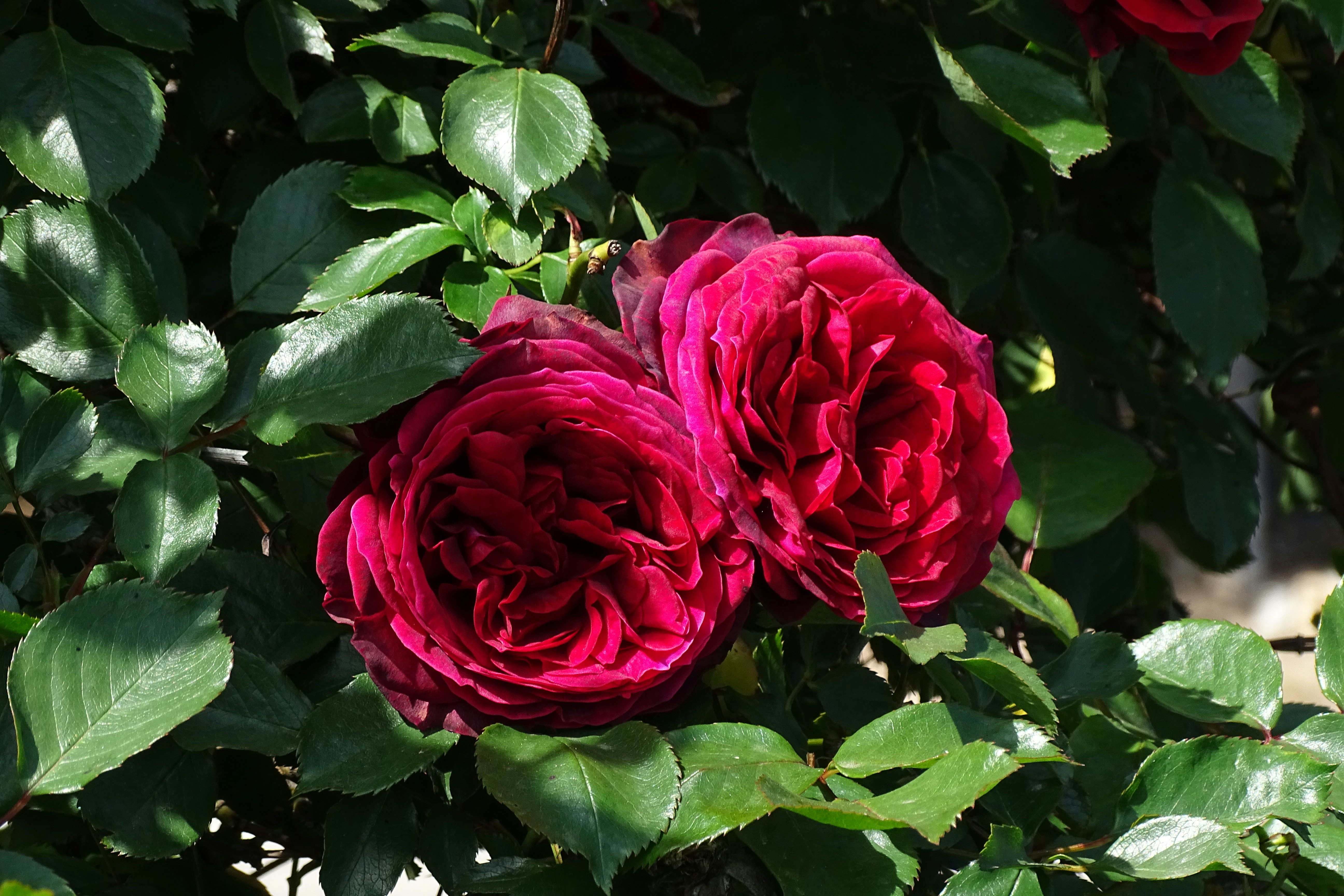 Crimson Velvet Blooms Nestled in a Sunlit Green Mosaic