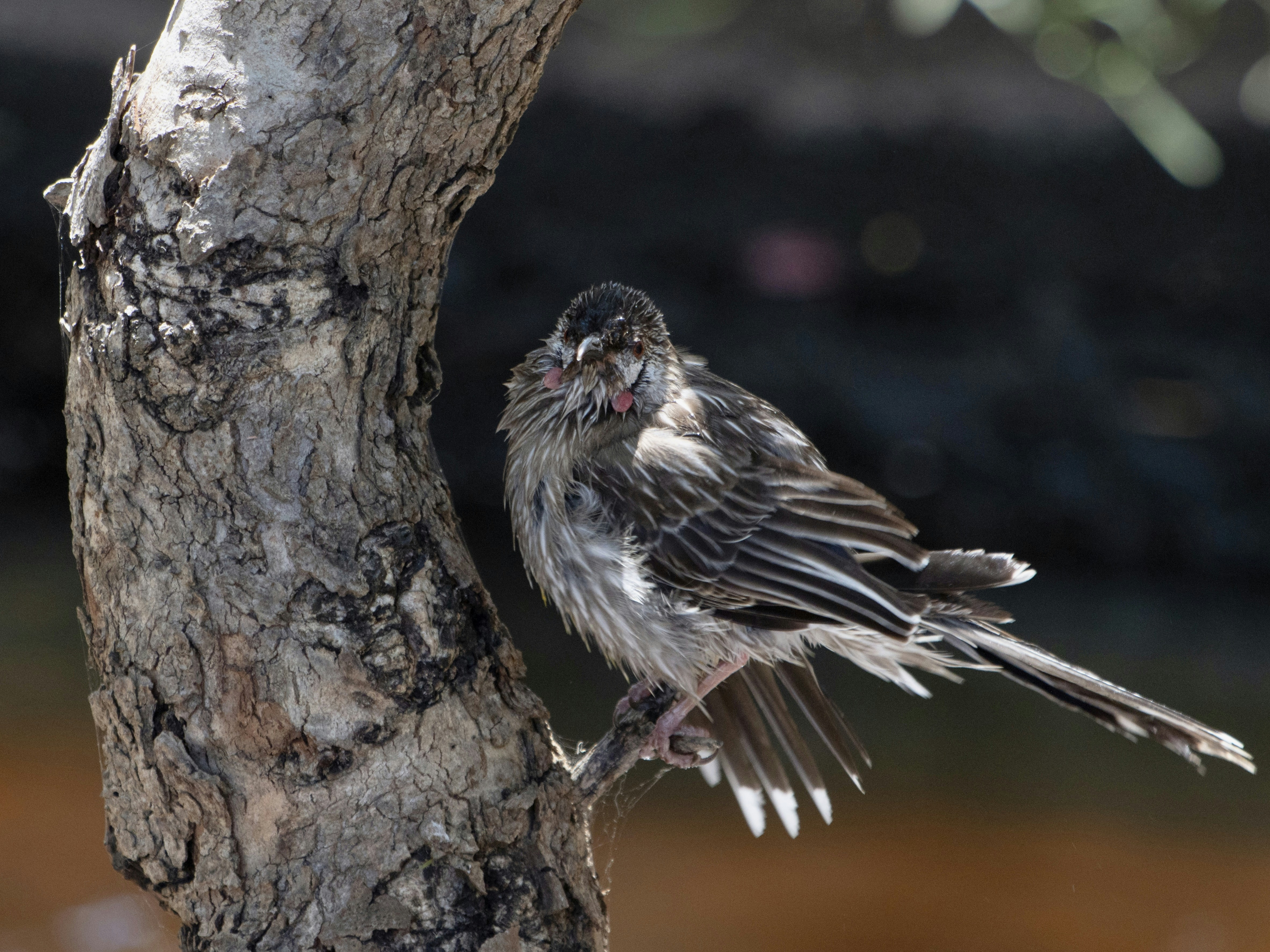 Scrappy Courtship Flip: A Wet Plumage Moment on a Sunlit Trunk