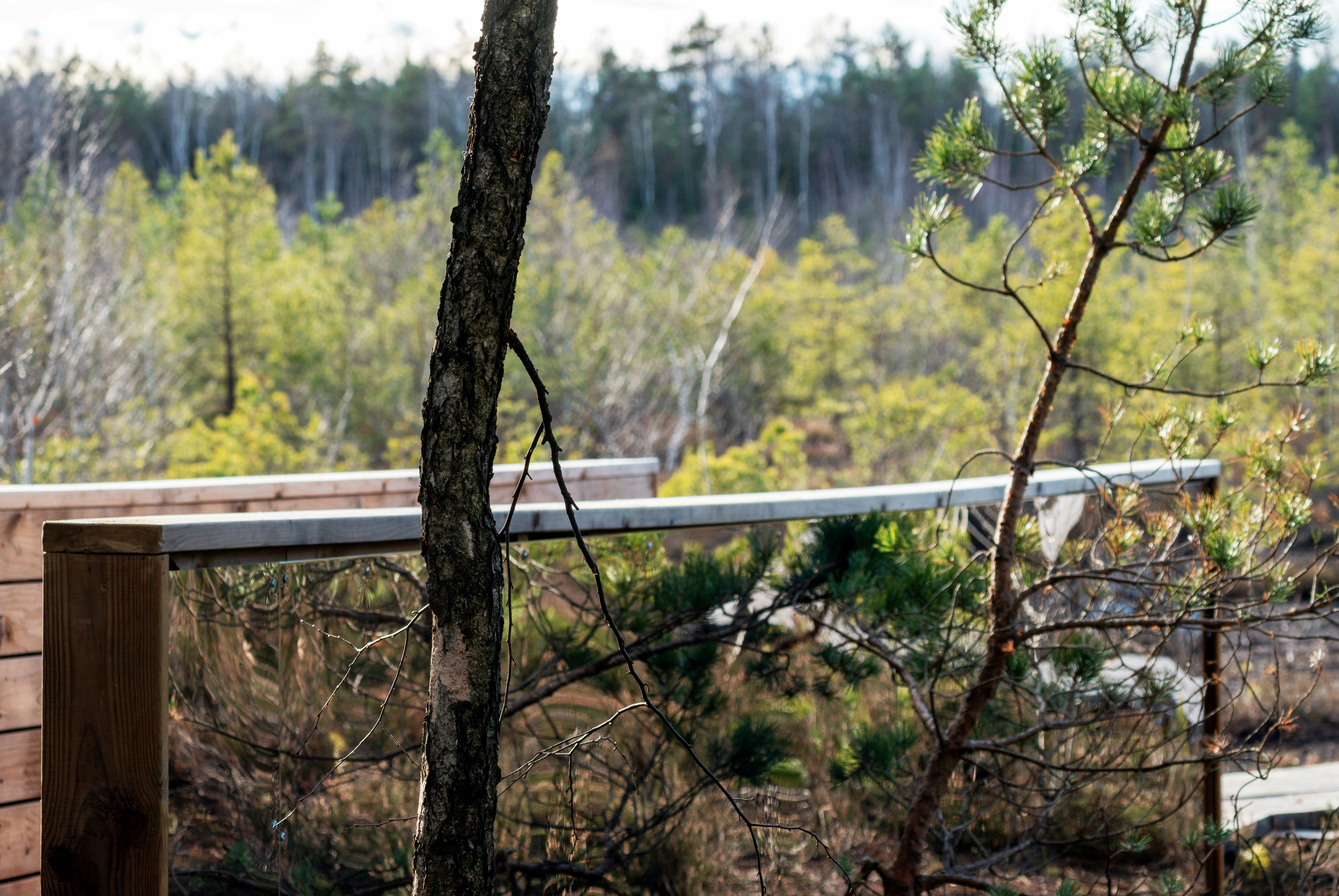 A man riding a skateboard down a wooden ramp photo – Free Forest Image ...