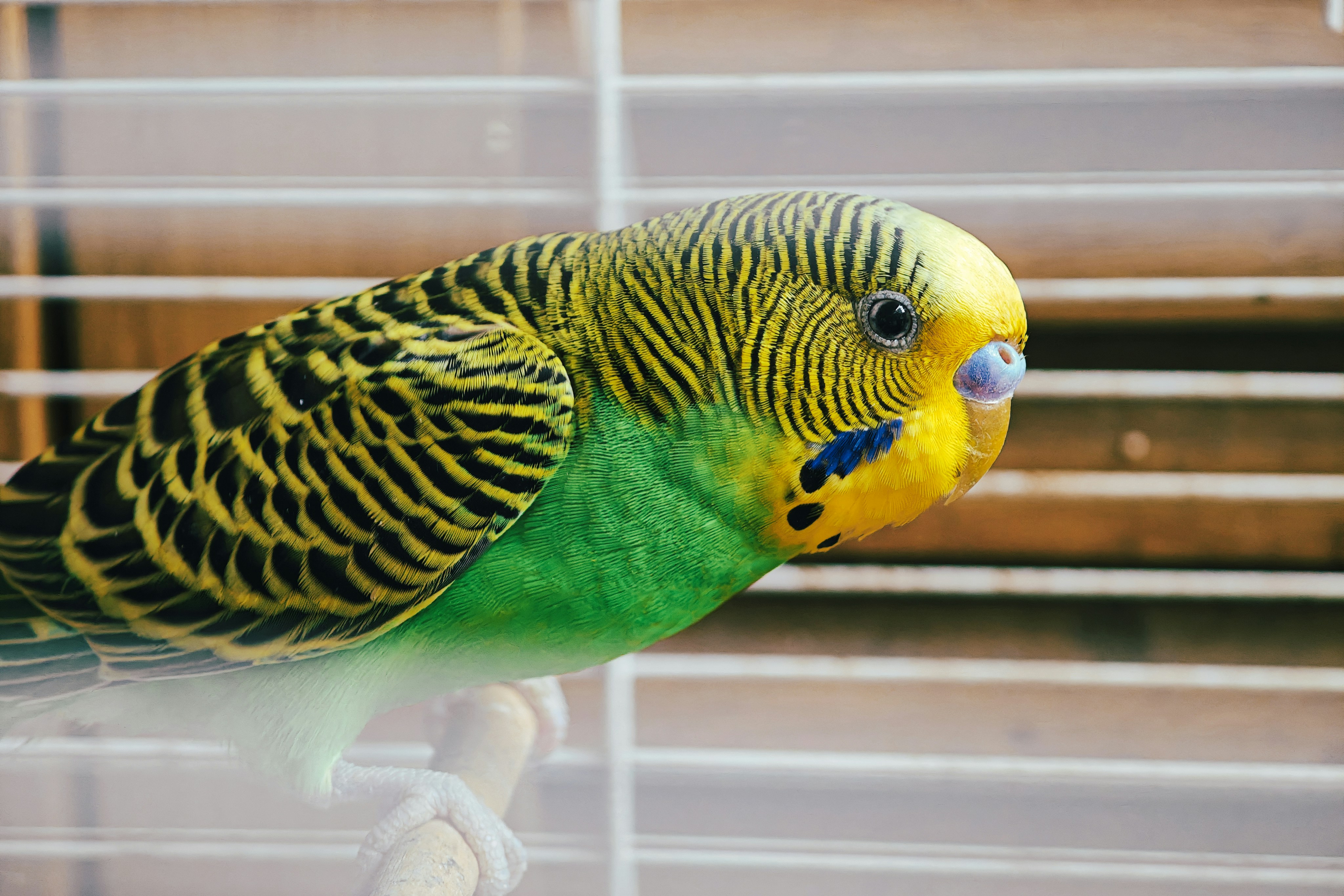 A green and yellow parakeet sitting on a perch photo – Free Bird Image ...