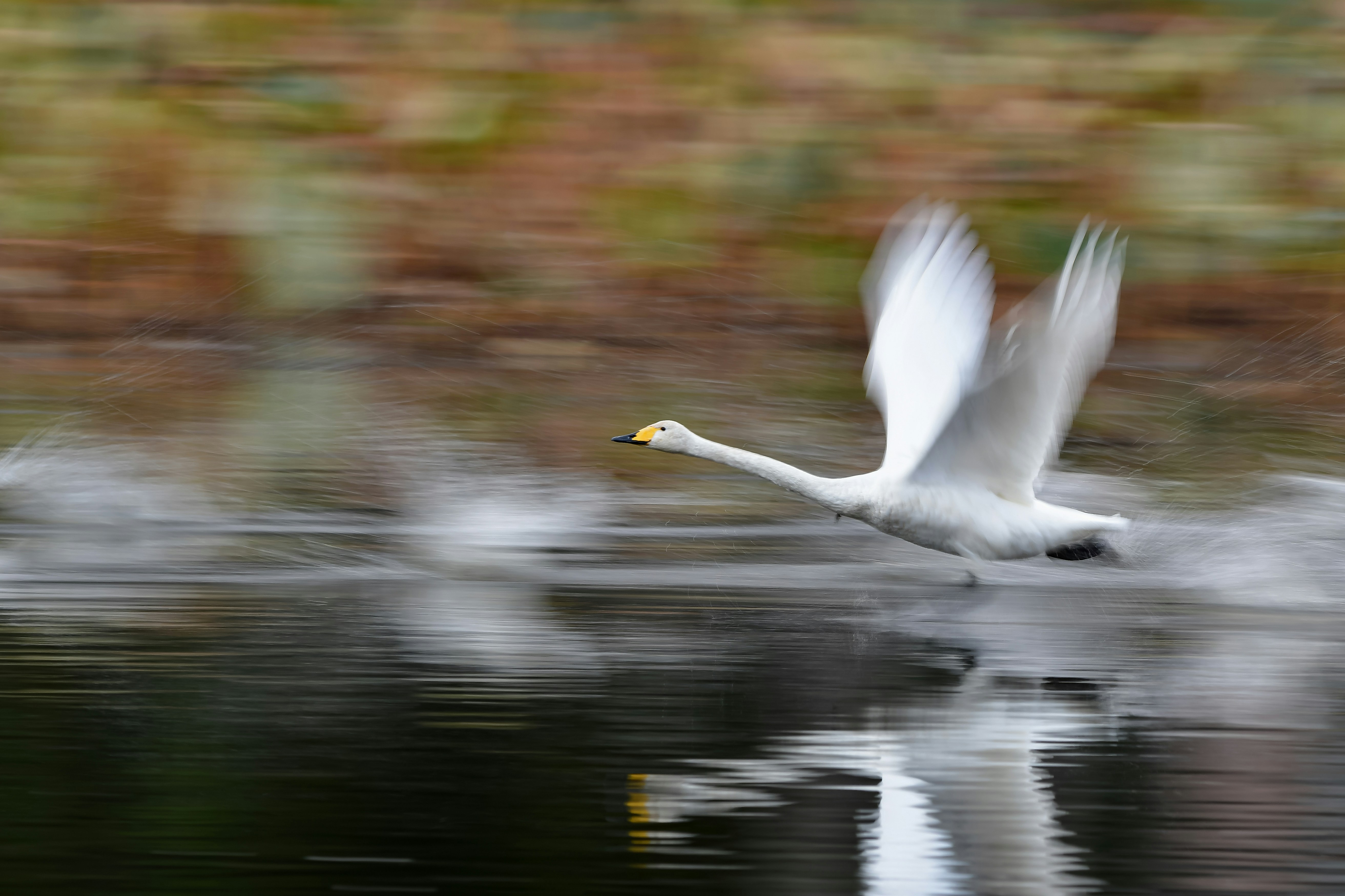 A white bird flying over a body of water photo – Free Animal Image on ...