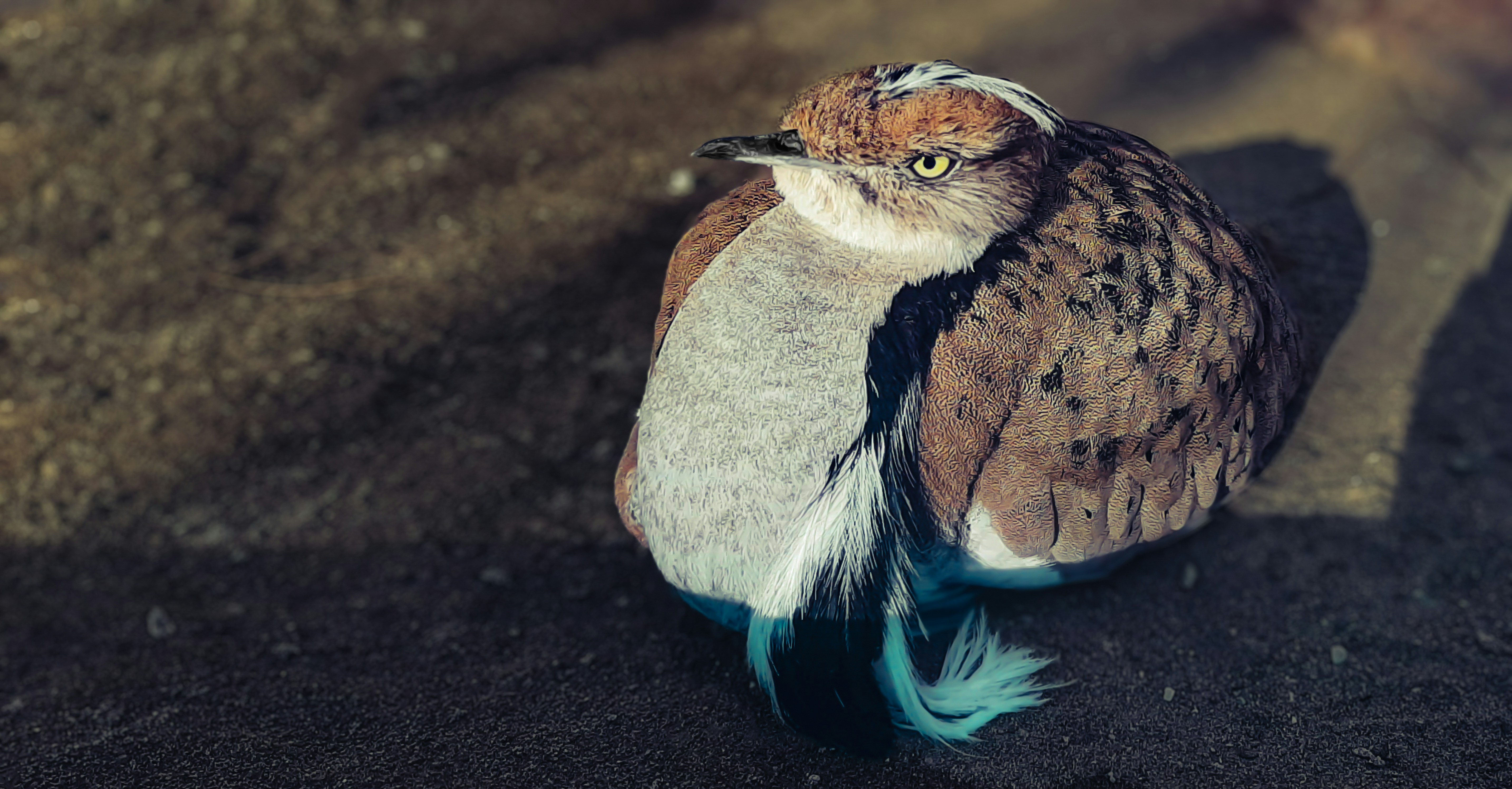 Grounded Guardian: A Burrowing Bird with a Regal Stare