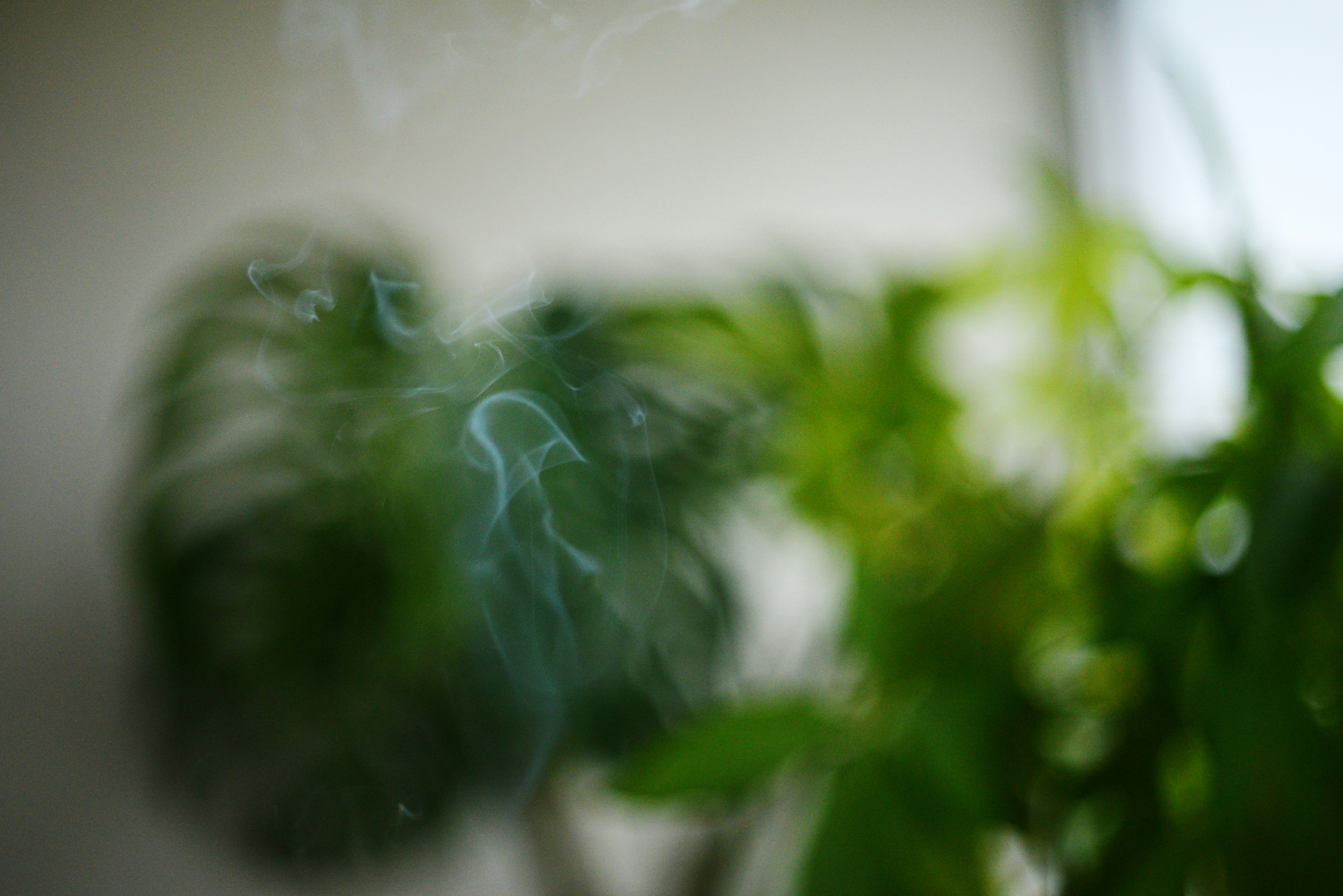 Softly blurred indoor scene featuring lush green houseplants with diffused natural light.
