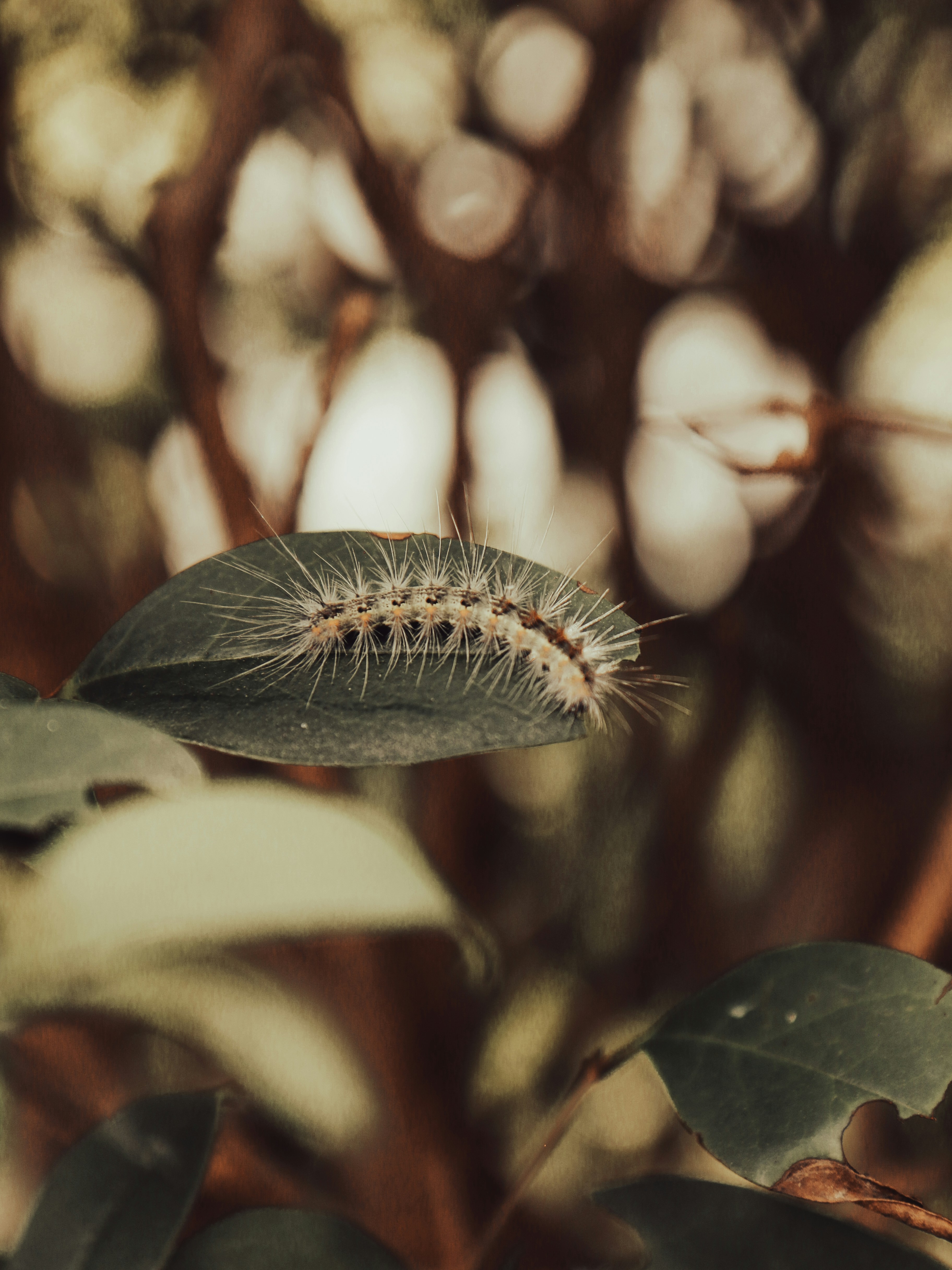 Spiky Caterpillar on a Leaf: A Quiet Macro Moment Amid Warm Bokeh