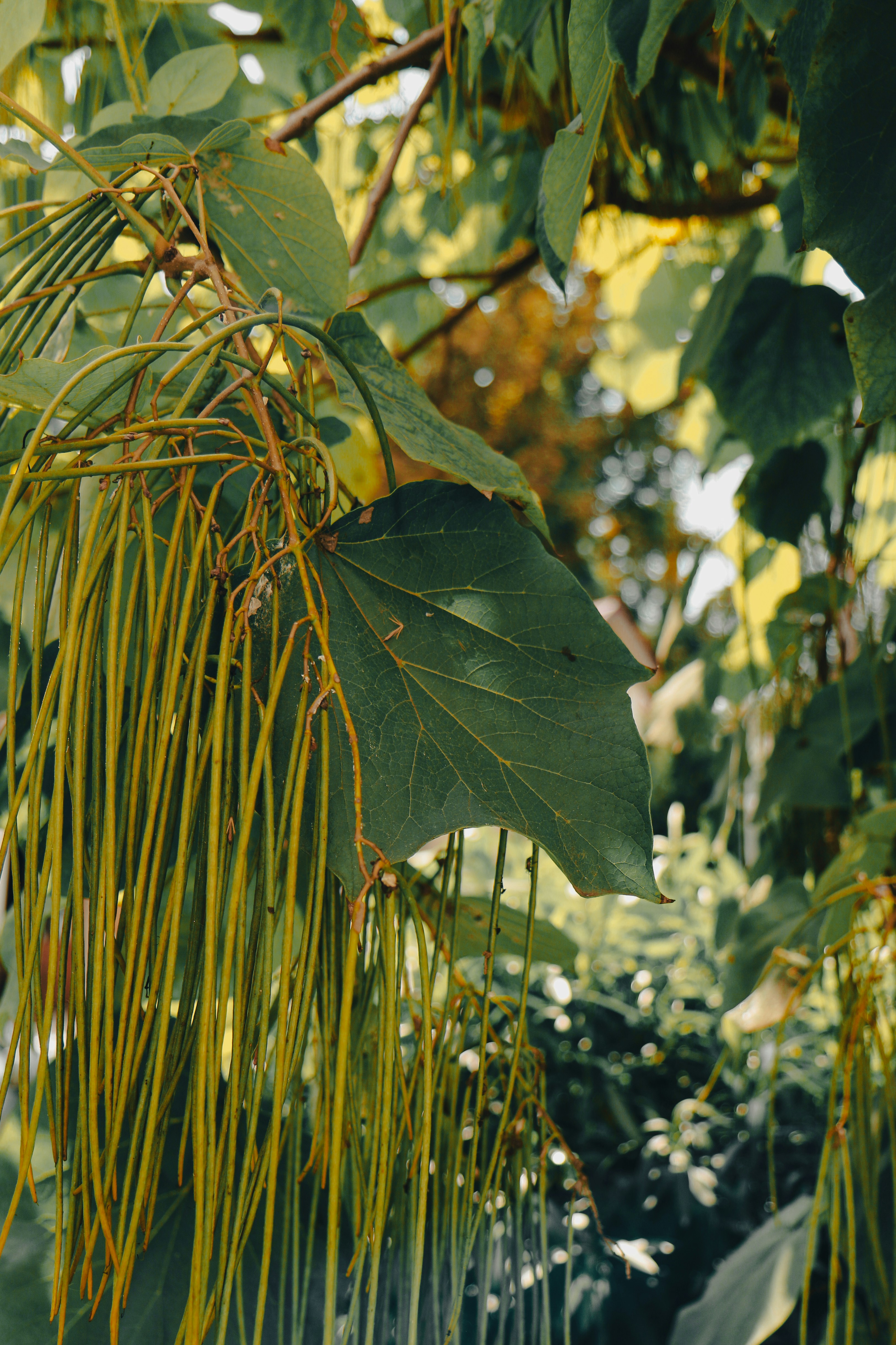 Golden Vines Framing a Sunlit Green Leaf