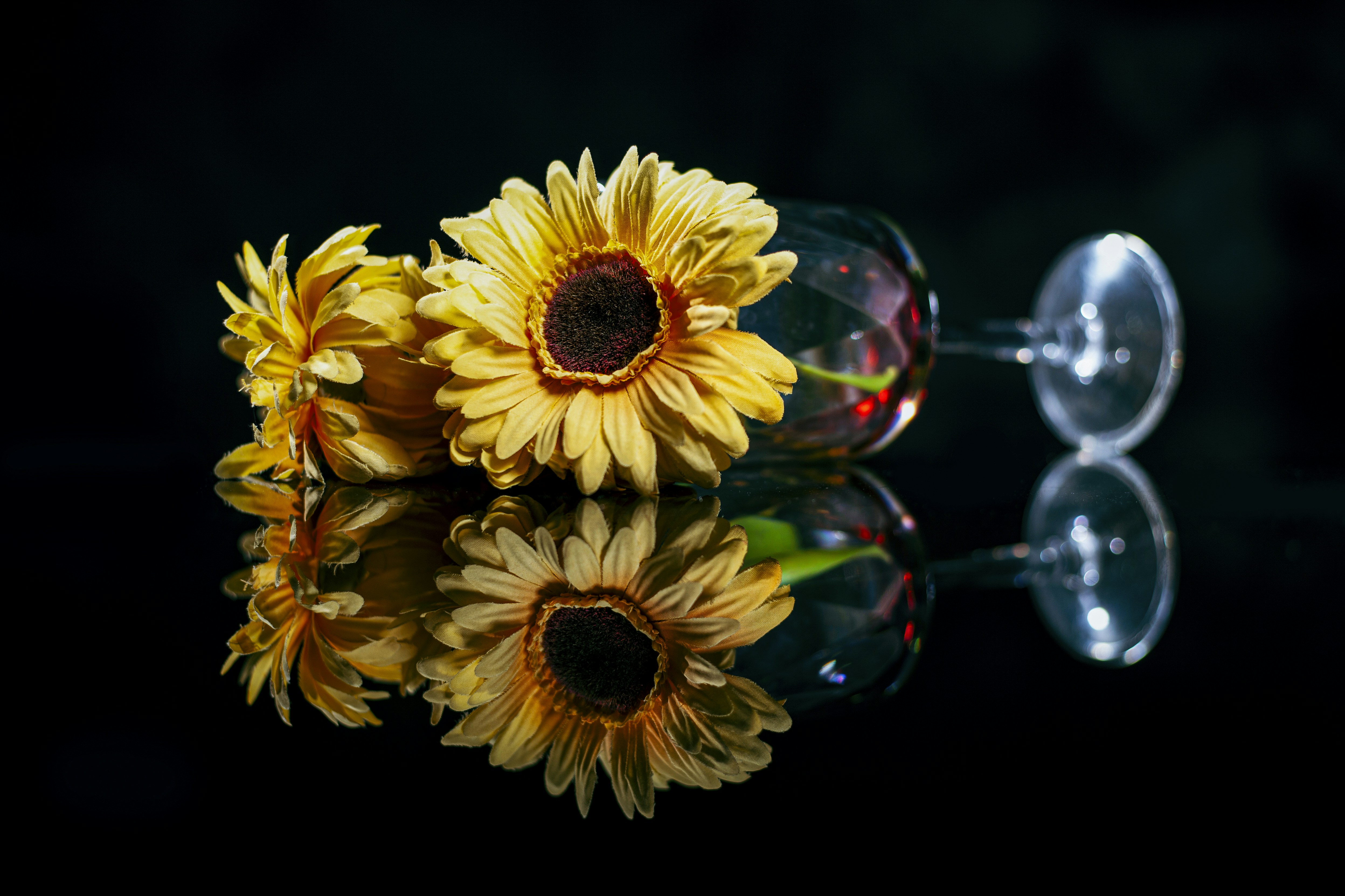 Sunlit Chrysanthemum Echo in a Glass of Night