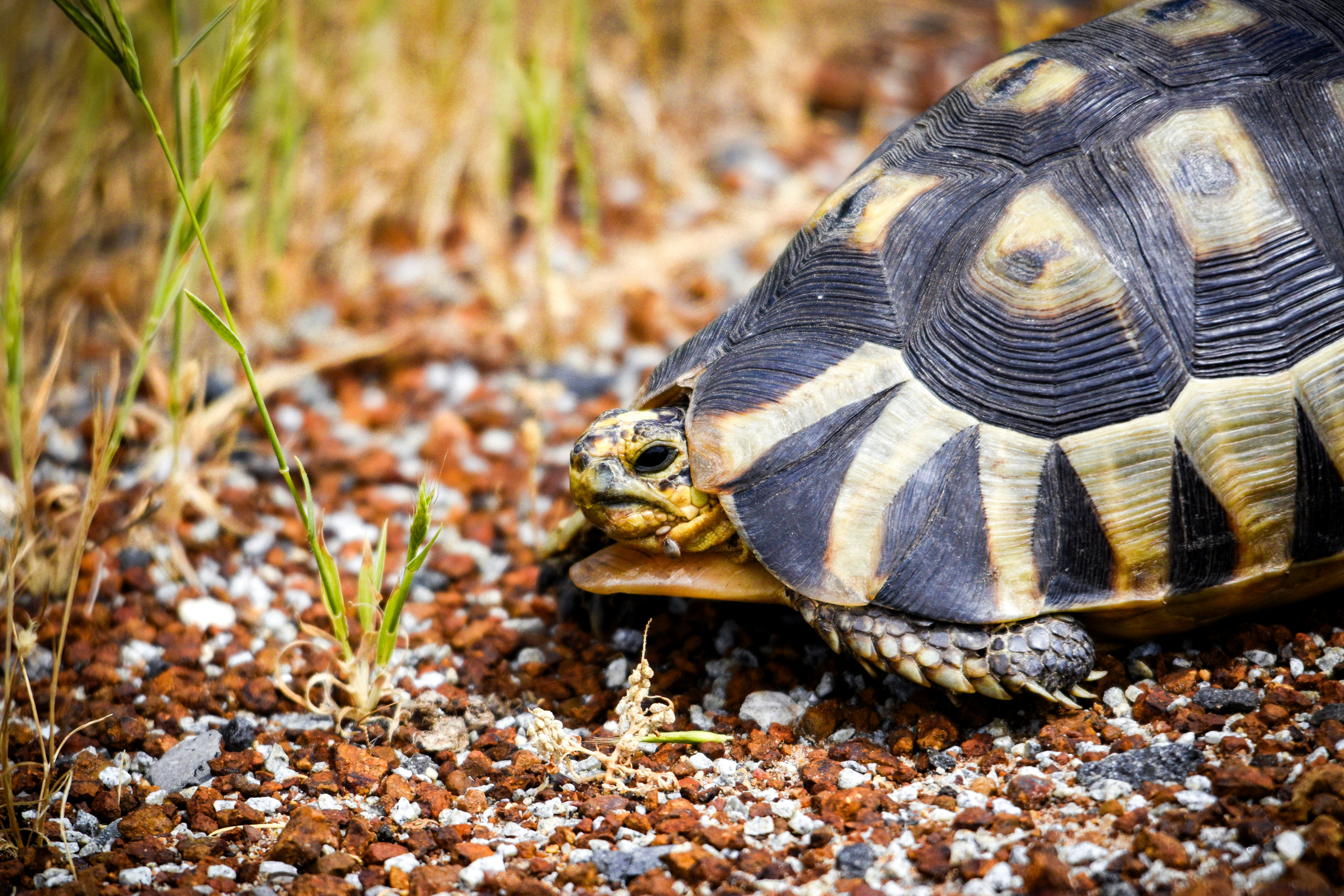 Pebble Gaze: A Tortoise Pauses on a Gravel Path