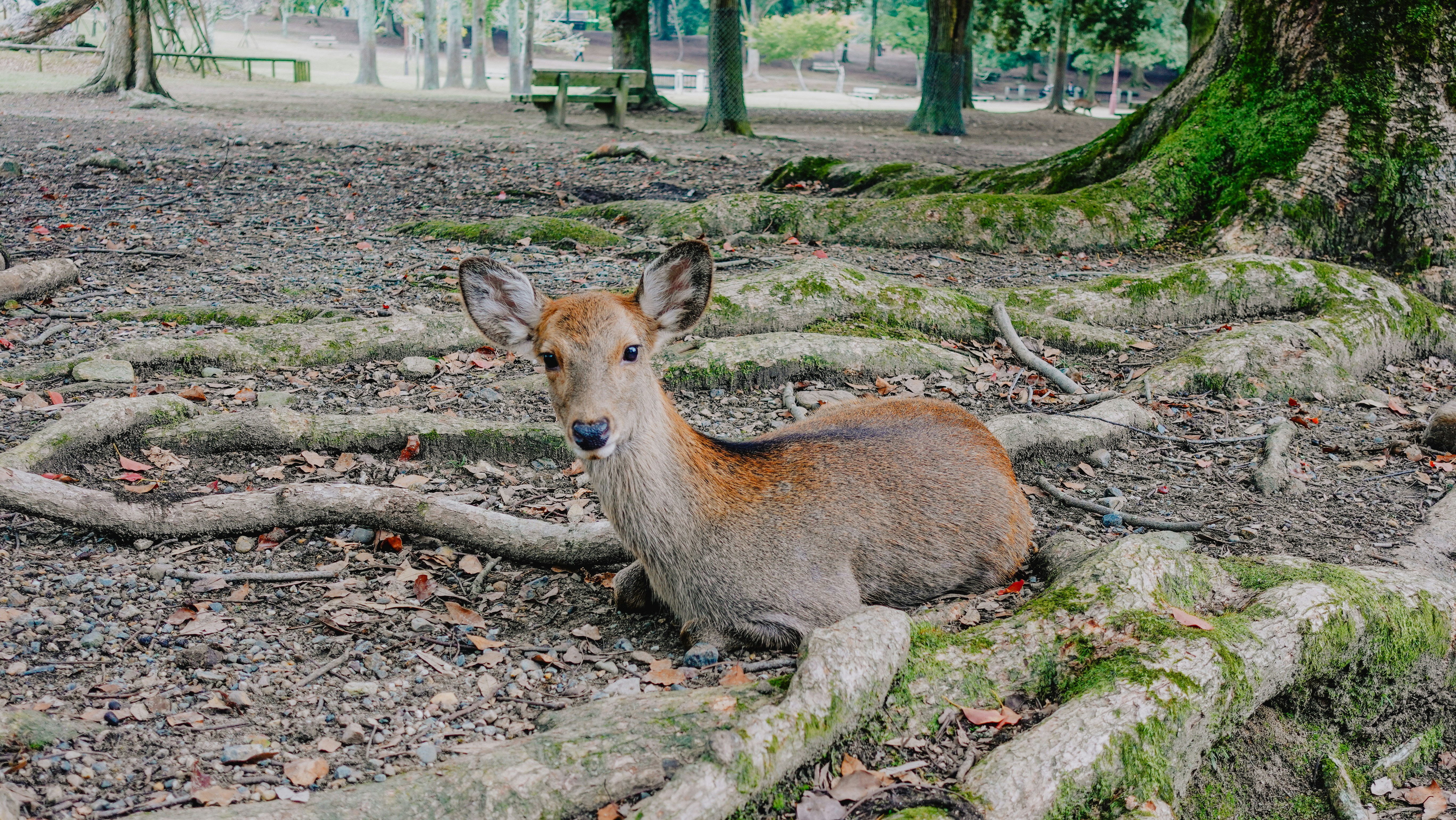 Quiet Grace: Deer Reposing Among Park Roots