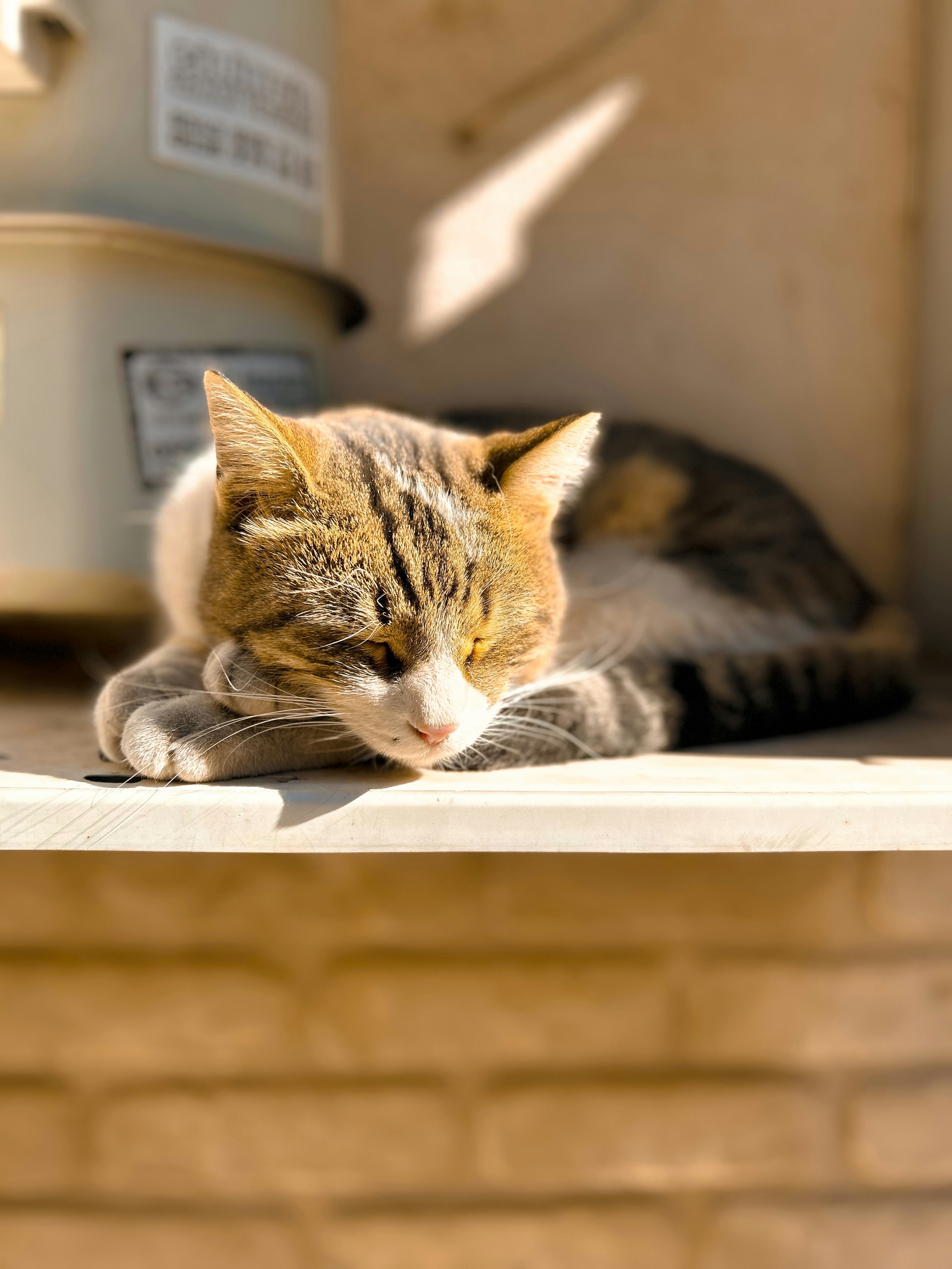 Fall Asleep Pictures | Download Free Images on Unsplash