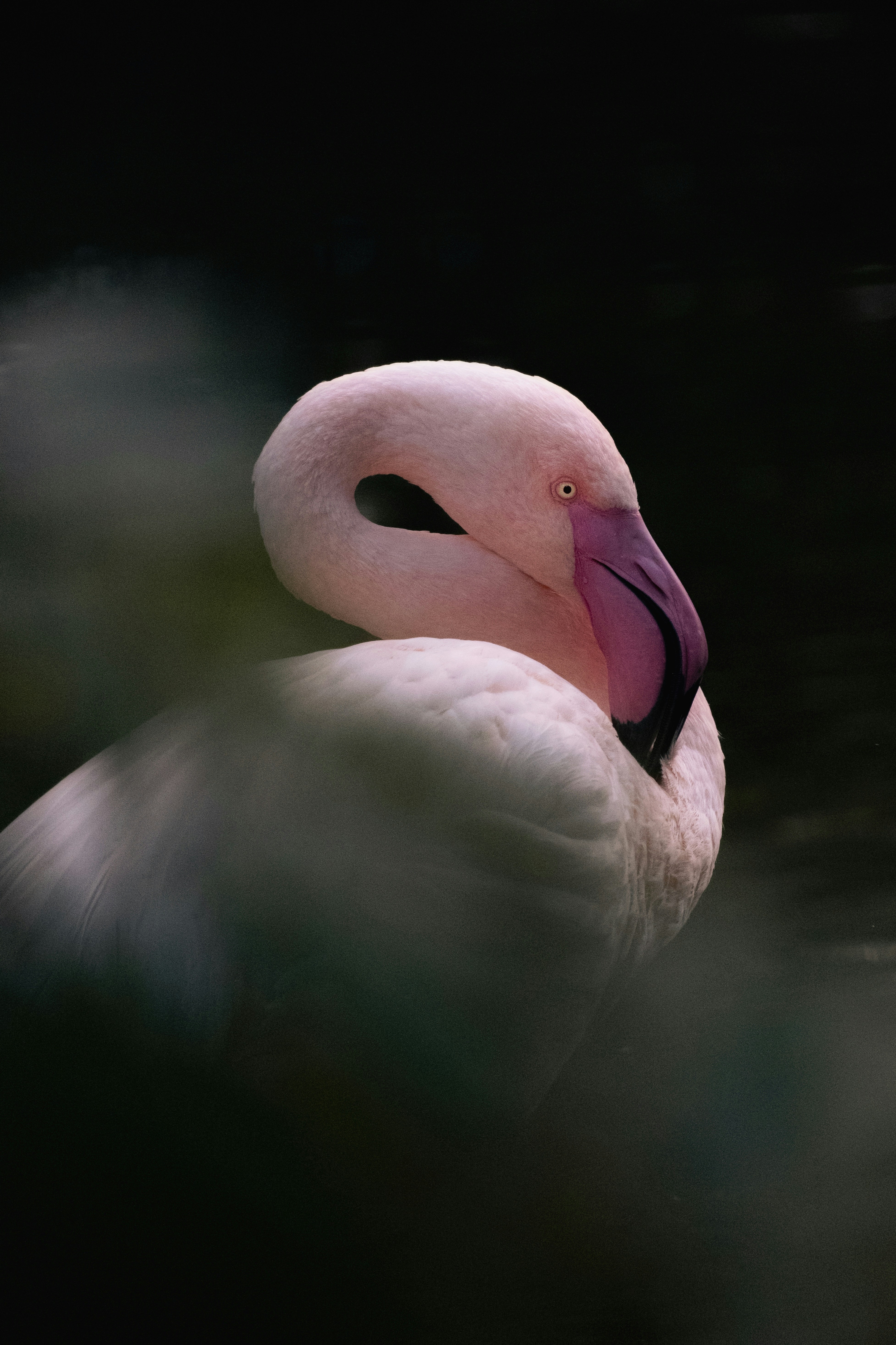 Un oiseau blanc au bec rose assis dans l’eau photo – Image gratuite de ...