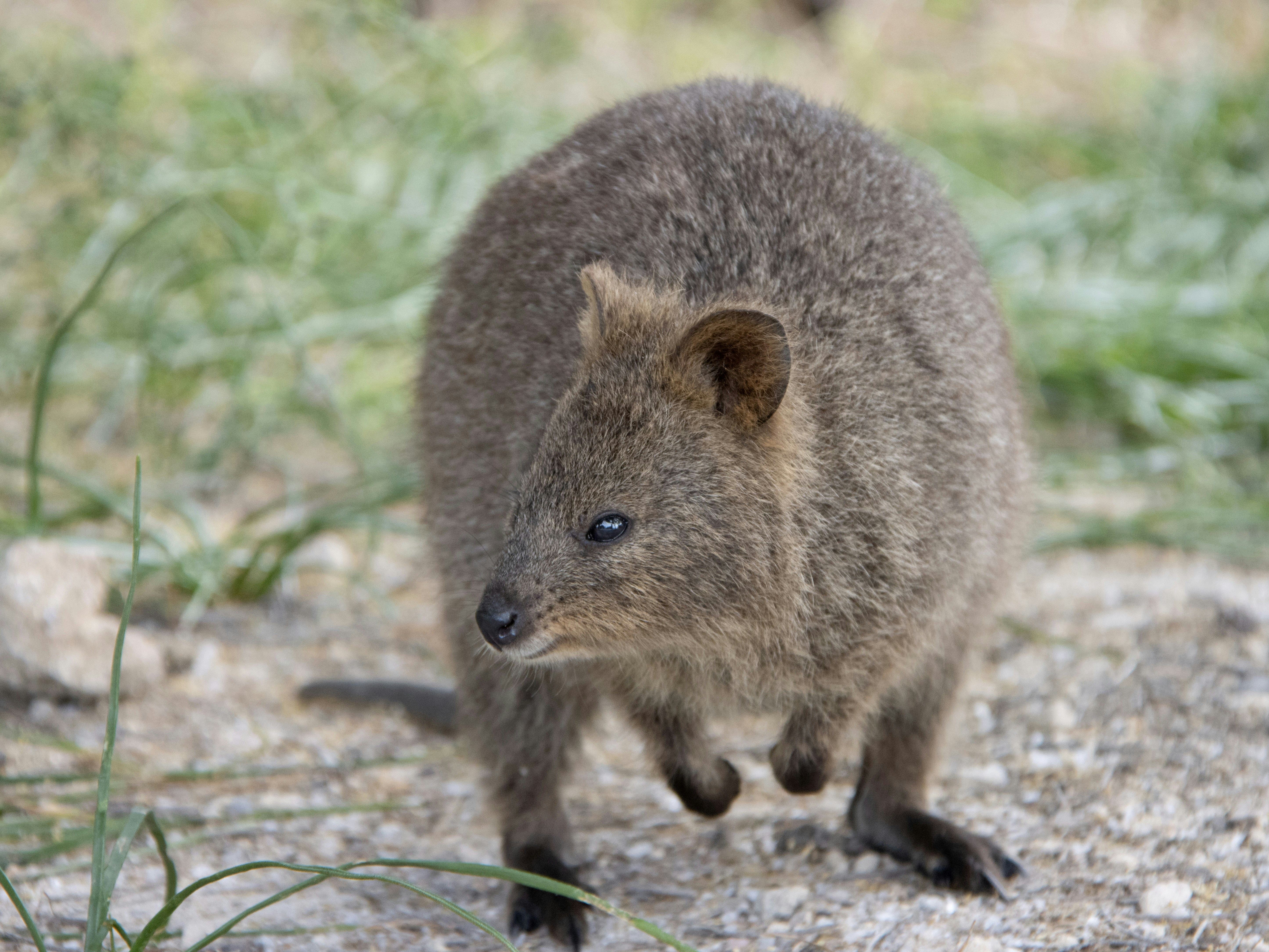 Quokka Animal Pictures | Download Free Images on Unsplash