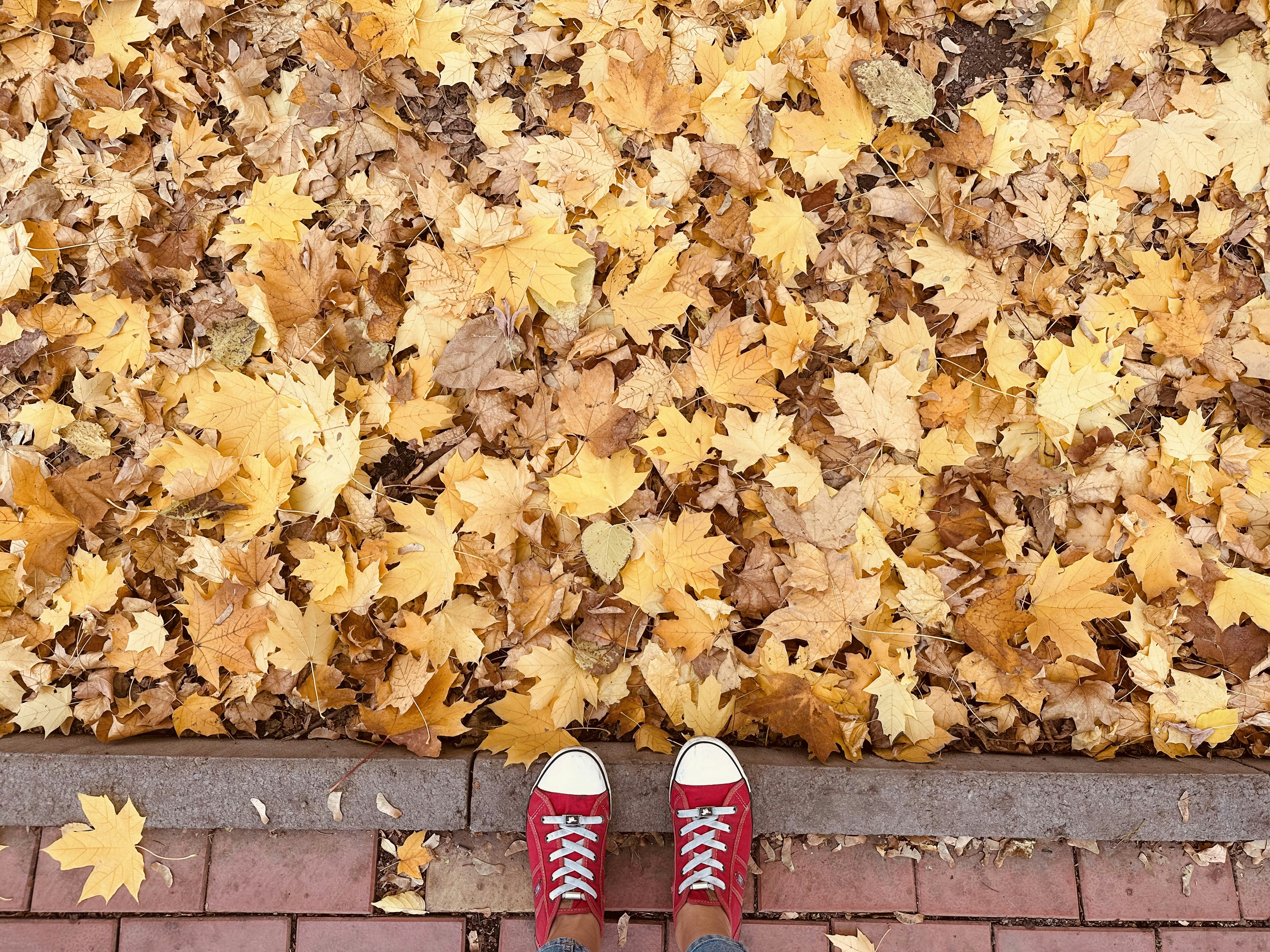 Crimson sneakers anchor a sea of autumn maple leaves