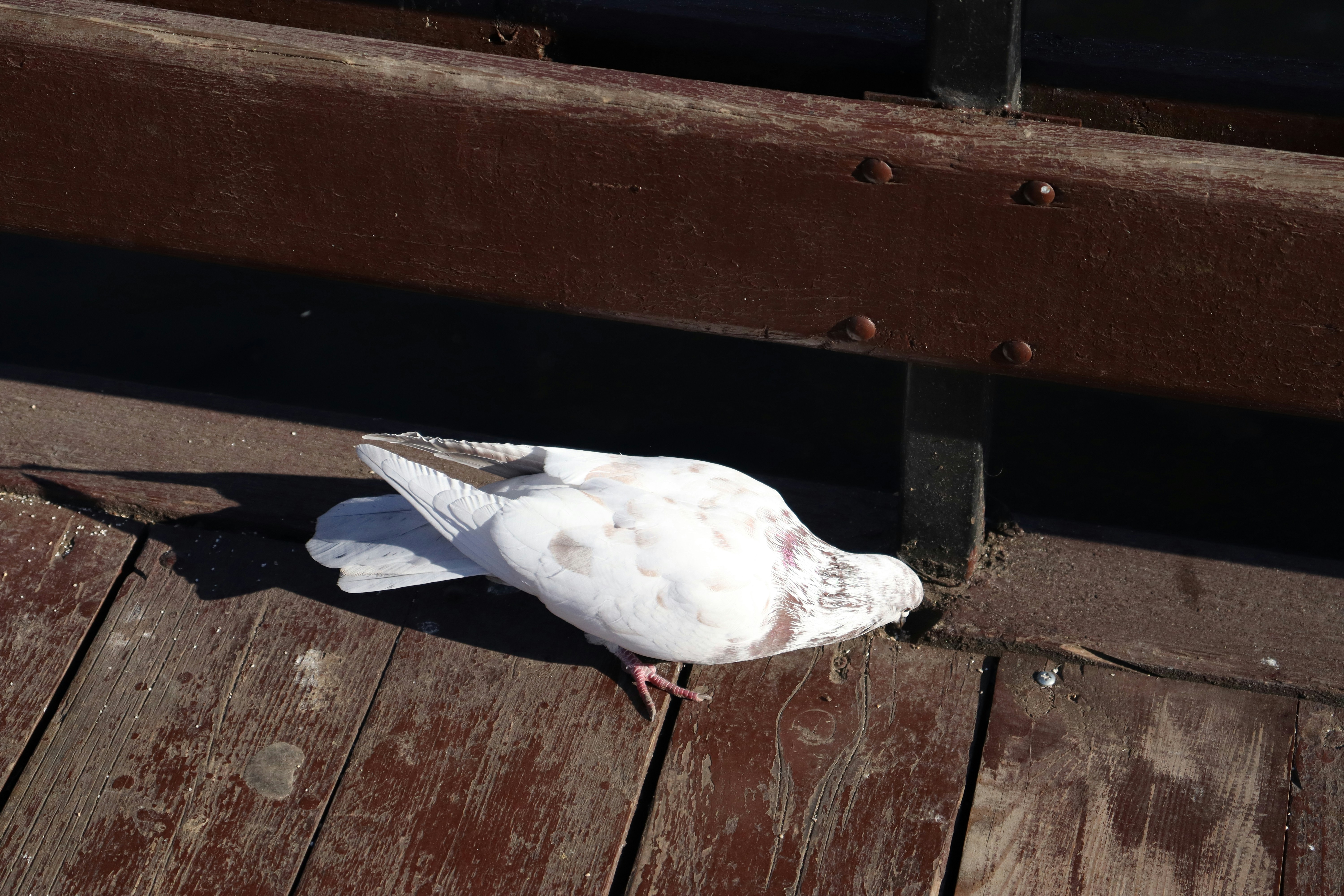 Sunlit Gull on Weathered Deck: A Quiet Moment by the Rail