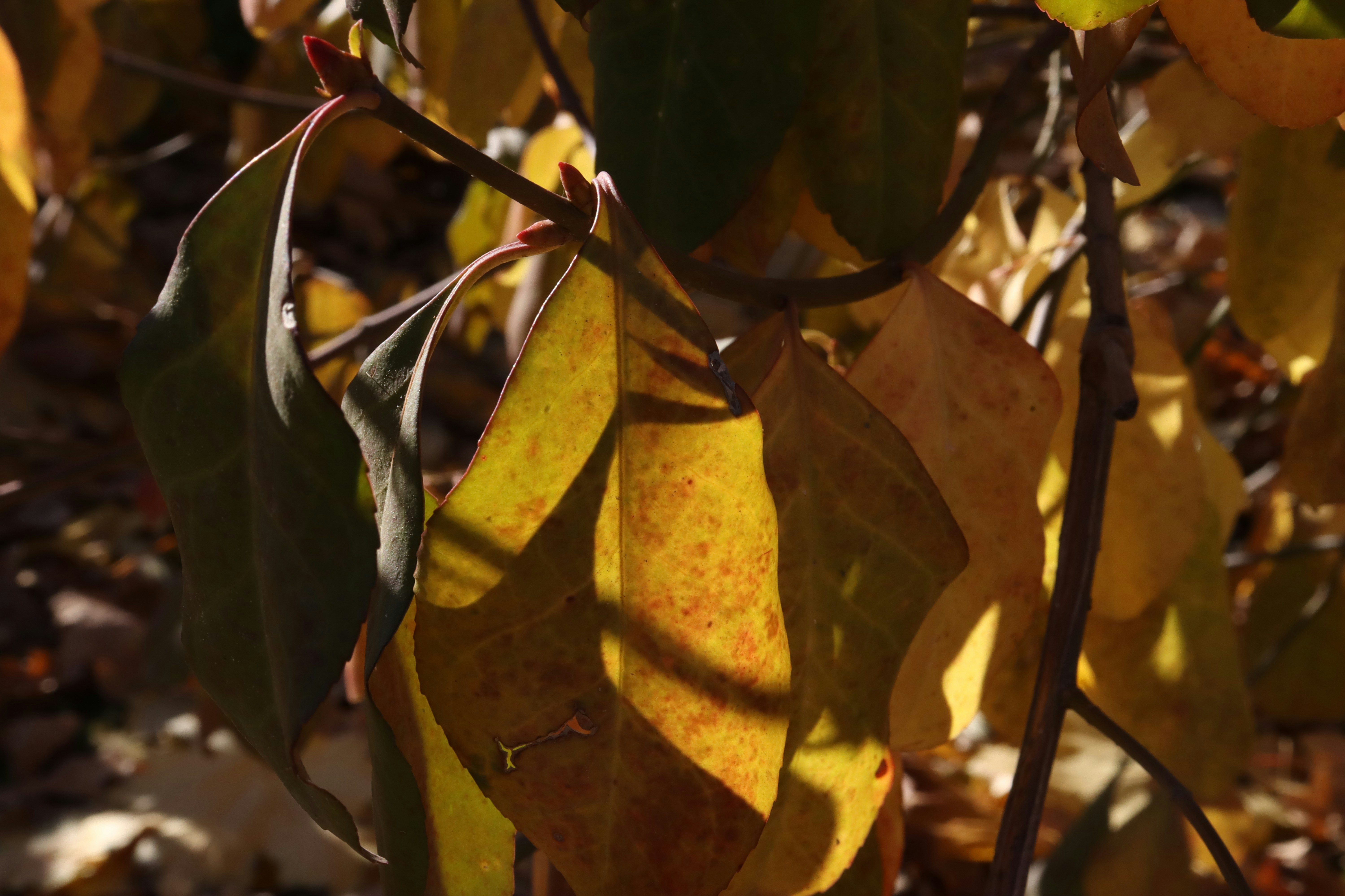 Photo by R. G with Canon EOS 250D