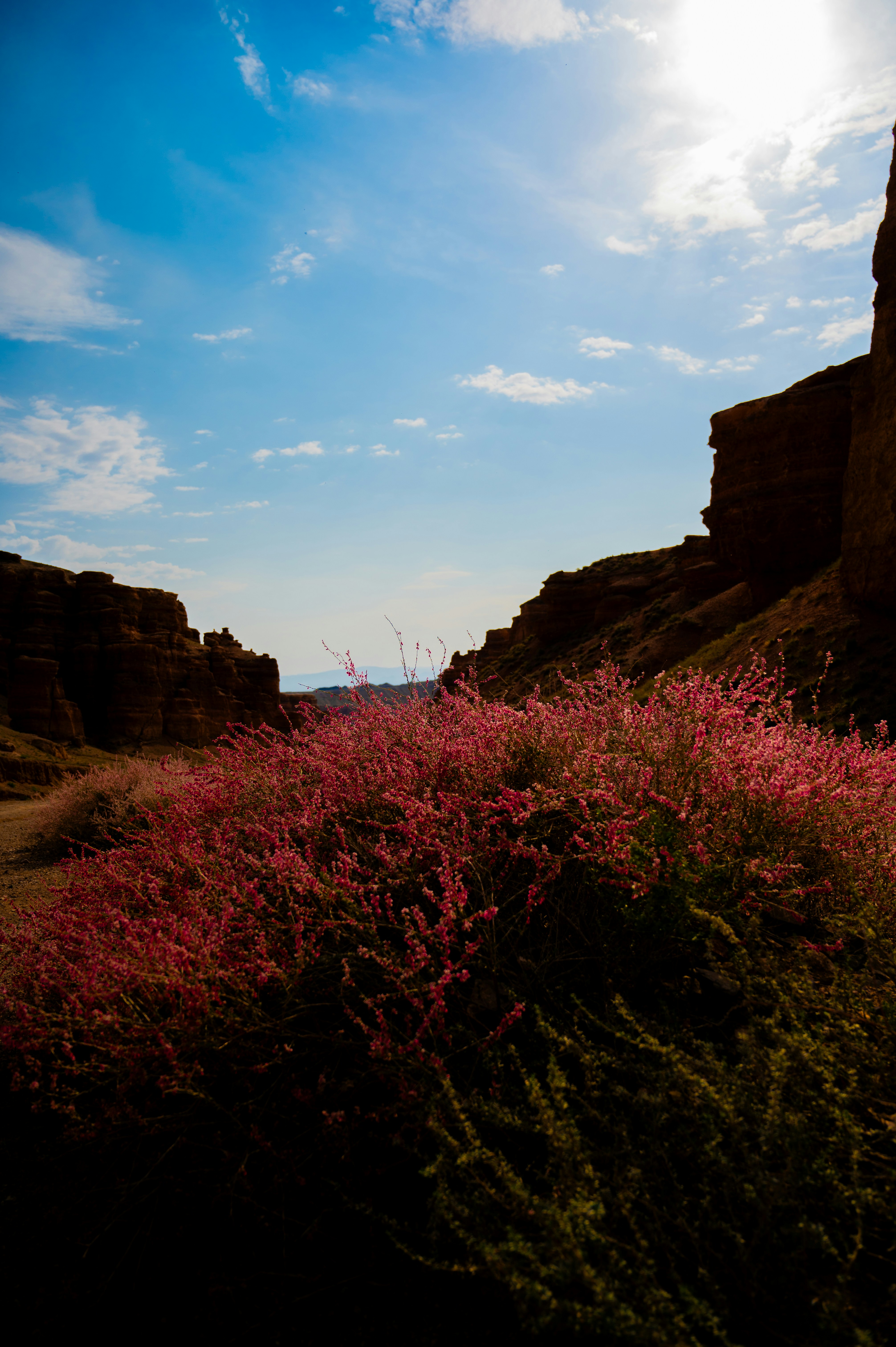 Pink Thicket at the Canyon's Threshold