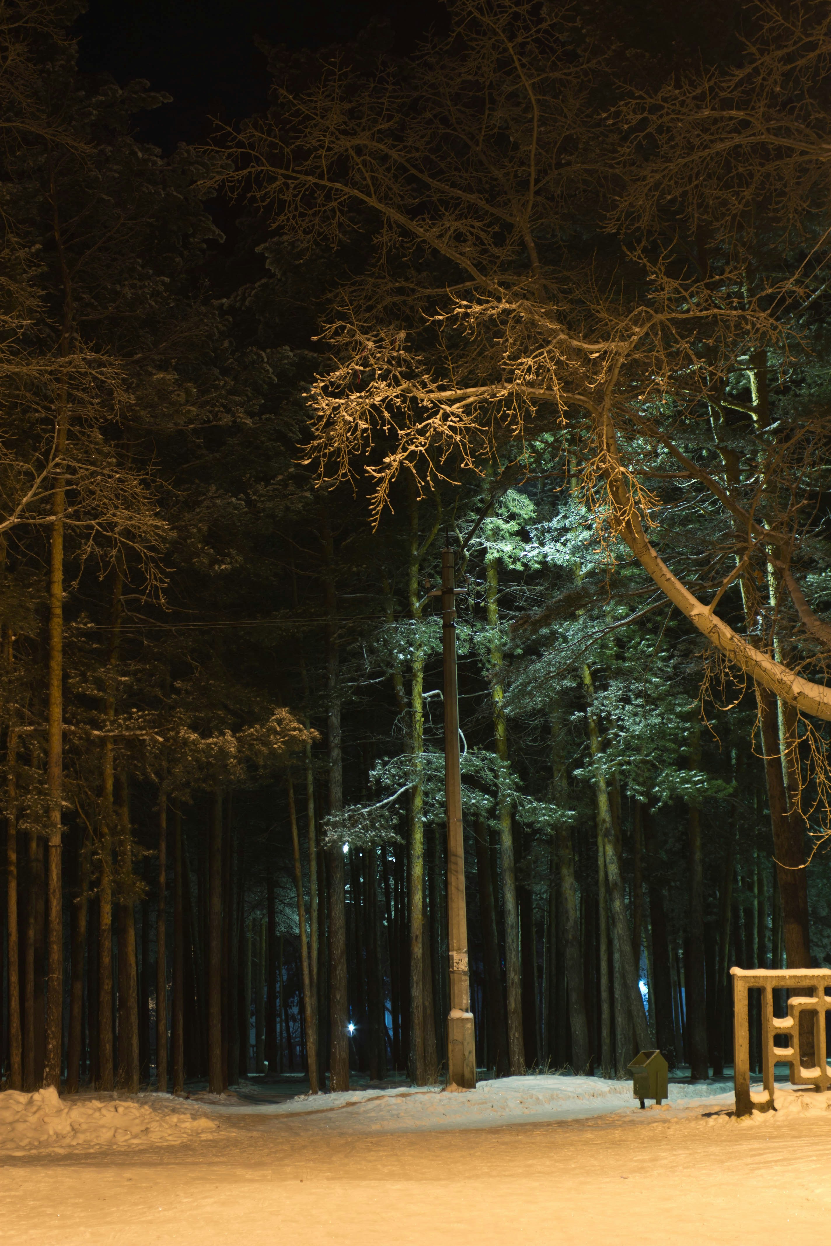 Night Forest Lanterns: A Quiet Path Through Tall Pines