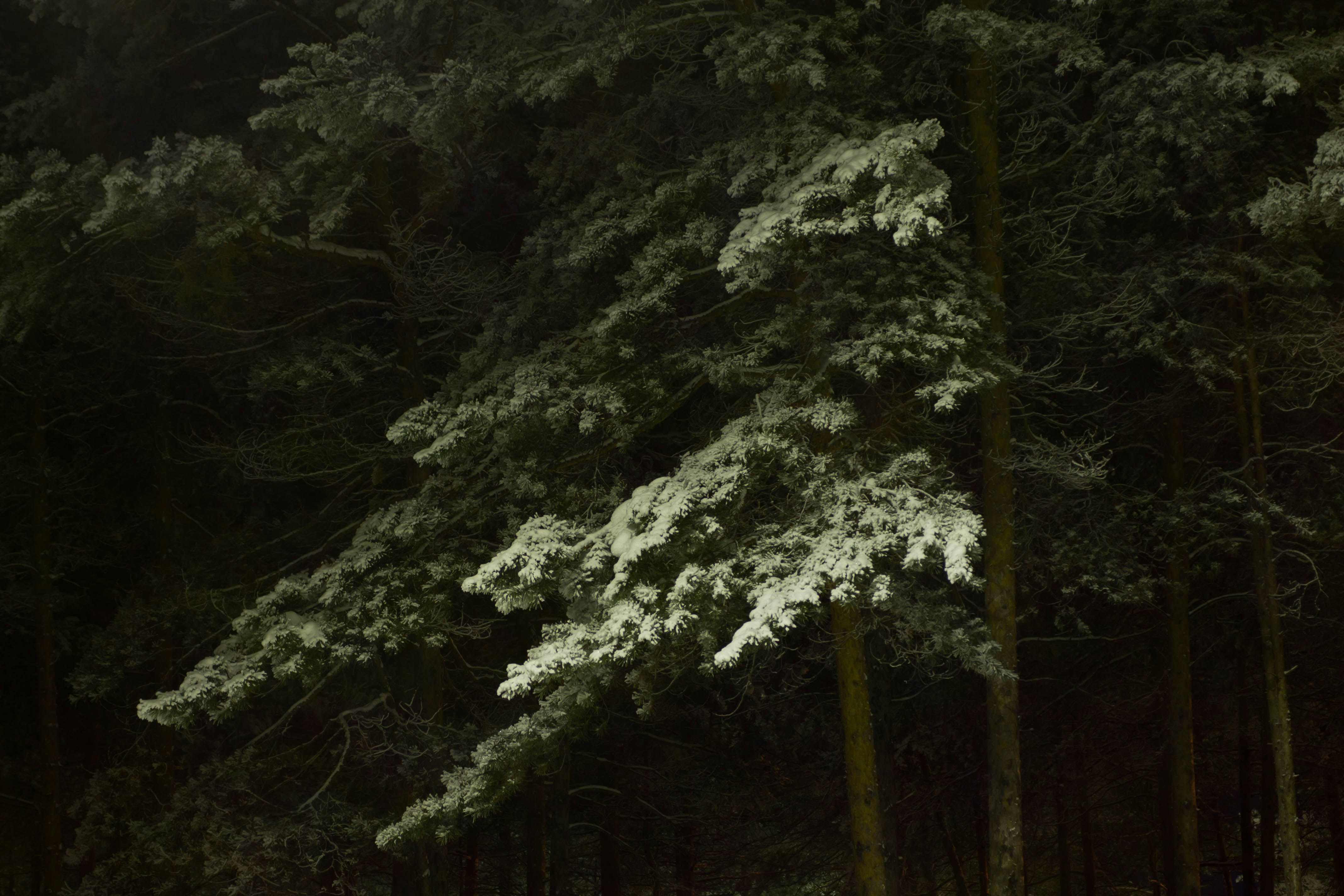 Snow-covered branches of evergreen trees in a dimly lit forest, evoking a serene winter atmosphere.
