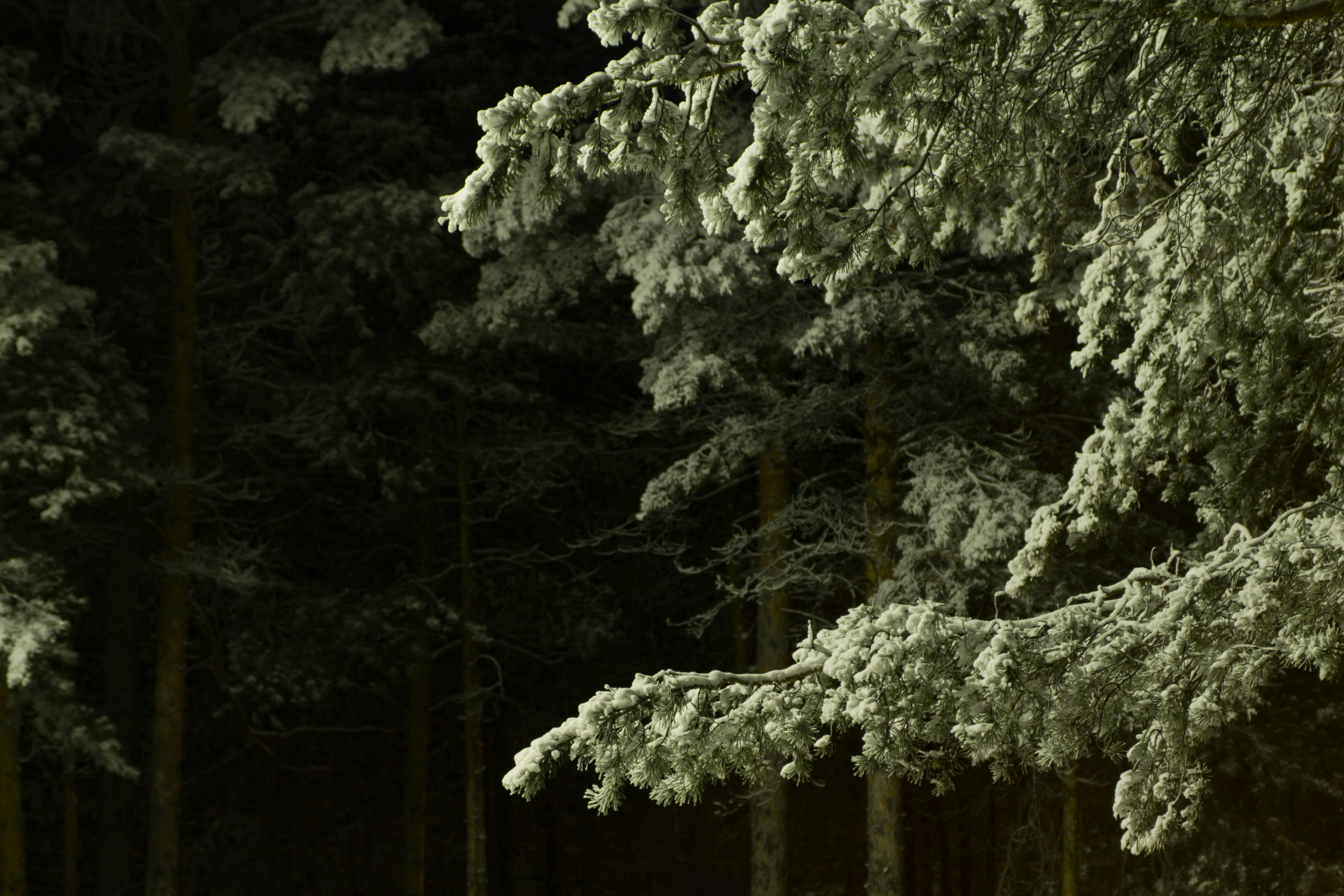 Snow-Laden Pines Framing a Shadowed Woodland Edge