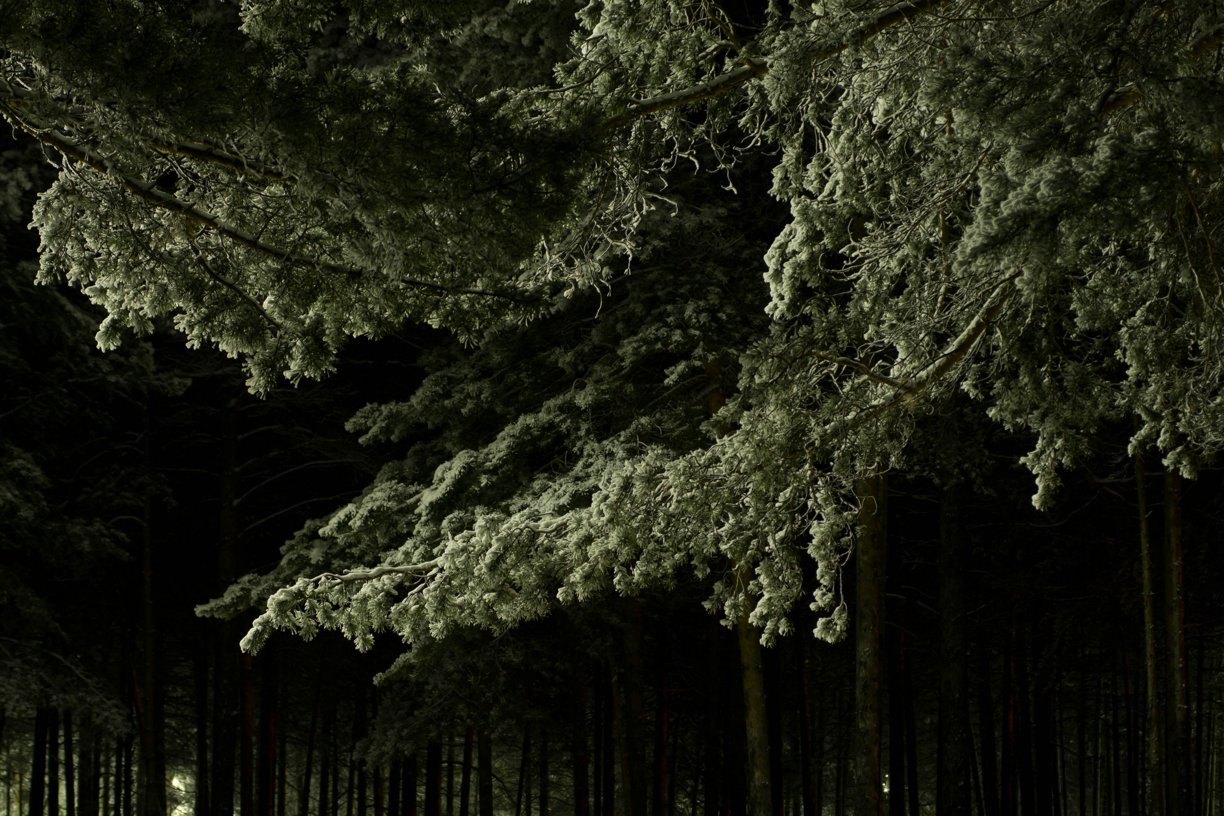 Forest Canopy at Dusk: Hidden Quiet