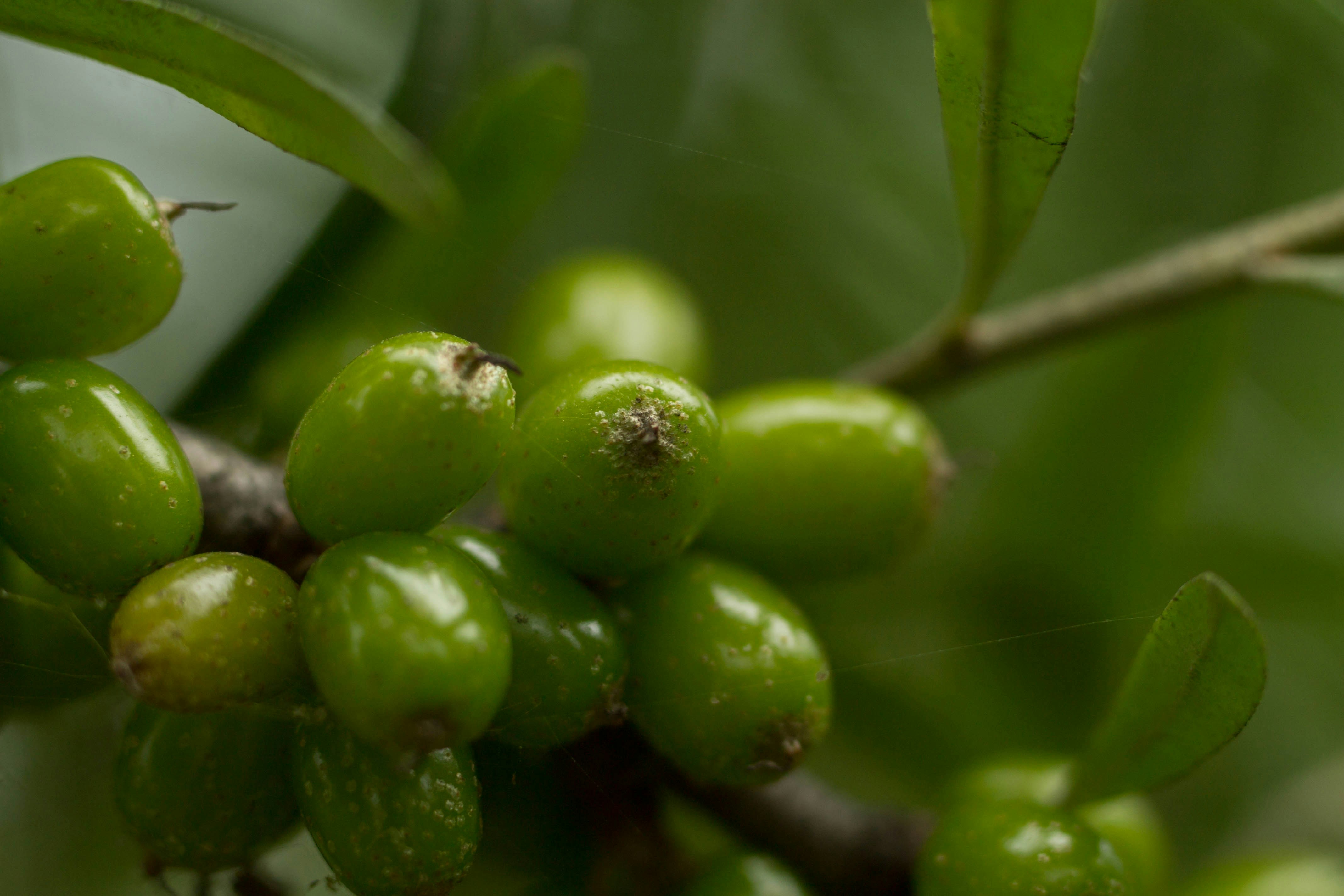 Emerald Berries in Focus: A Quiet Macro Portrait