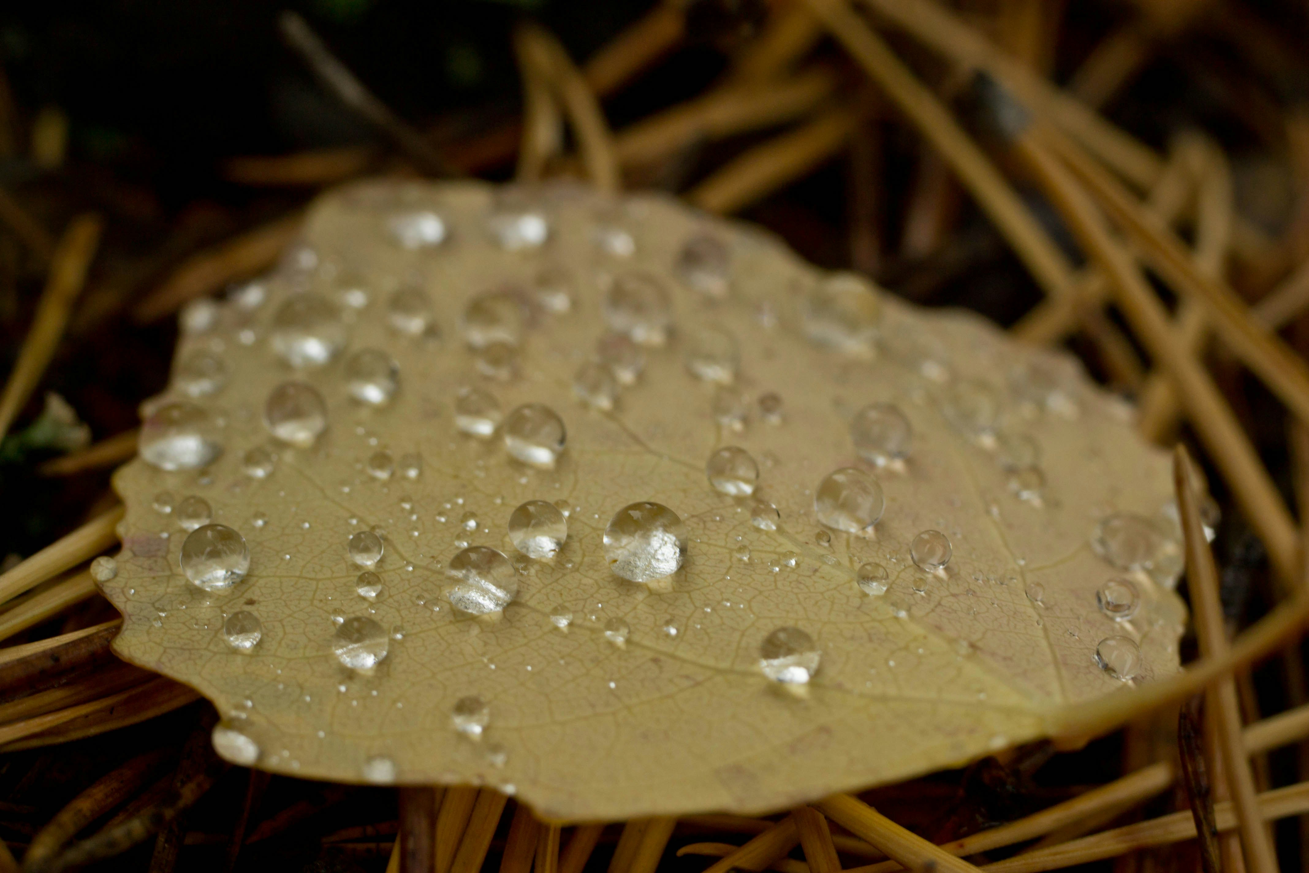 Dew-Glazed Pale Leaf on a Pine Needle Bed