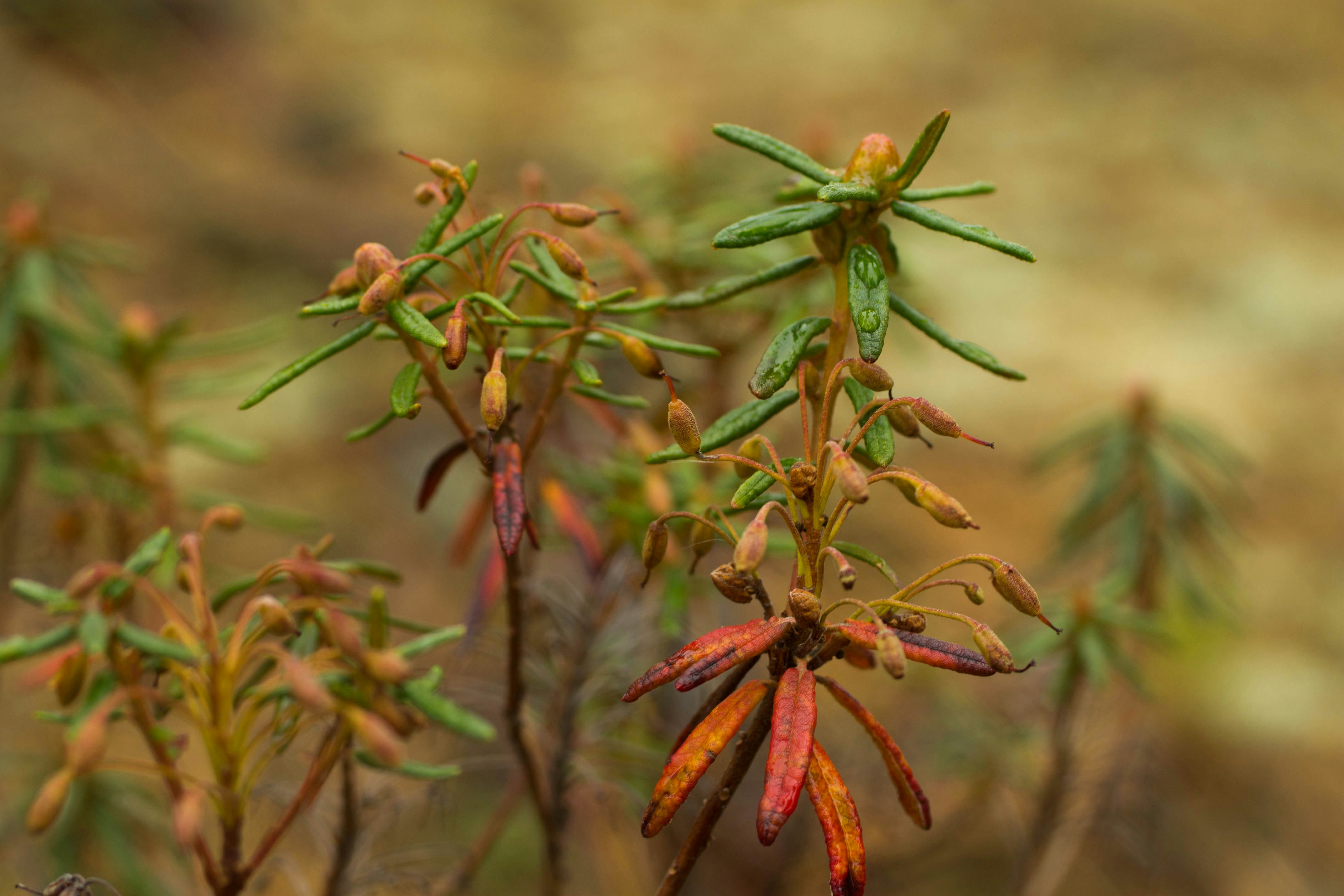Ember-edged Sprigs in Velvet Bokeh