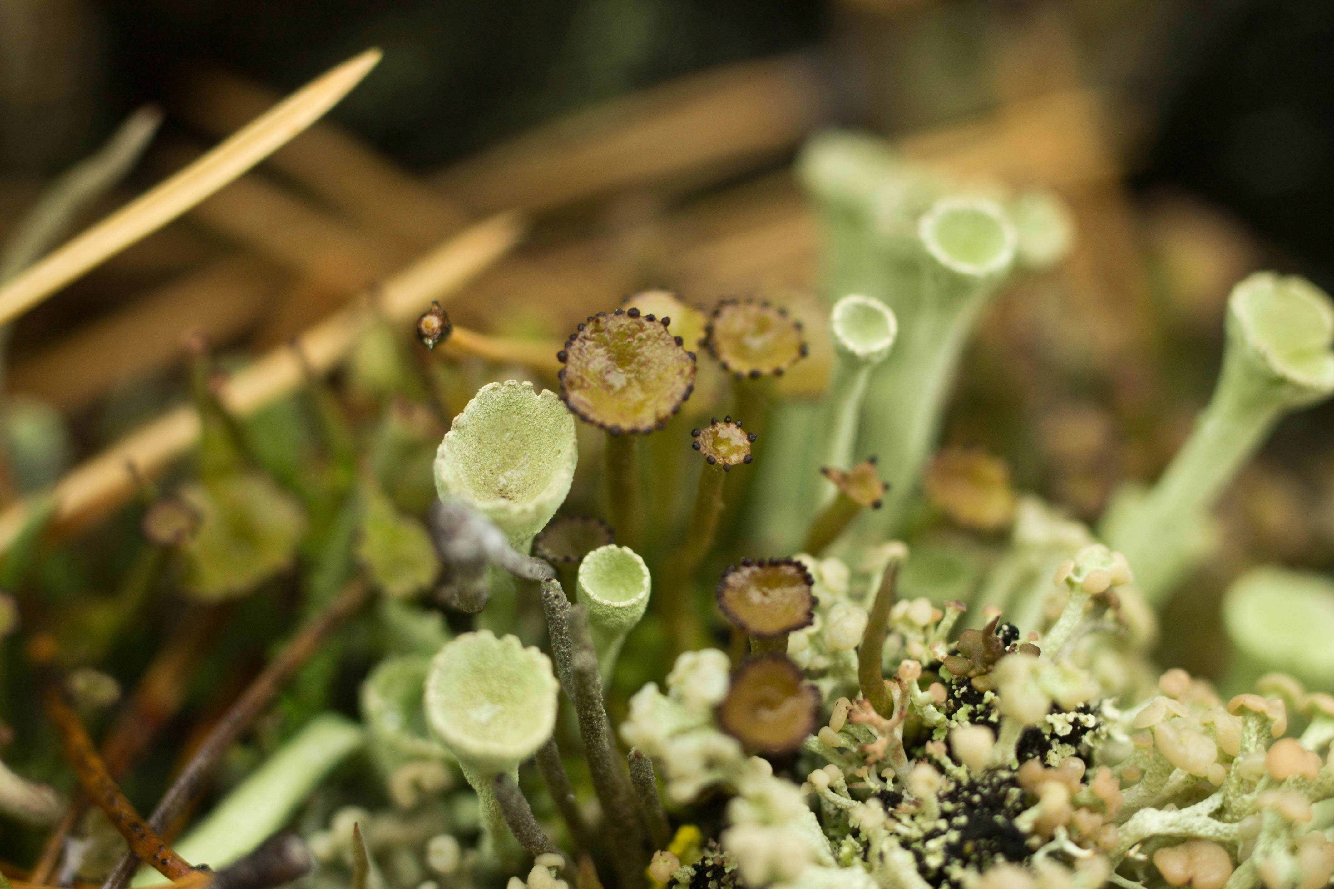 Mossy Reefs: A Microcosm of Lichen and Fungal Detail