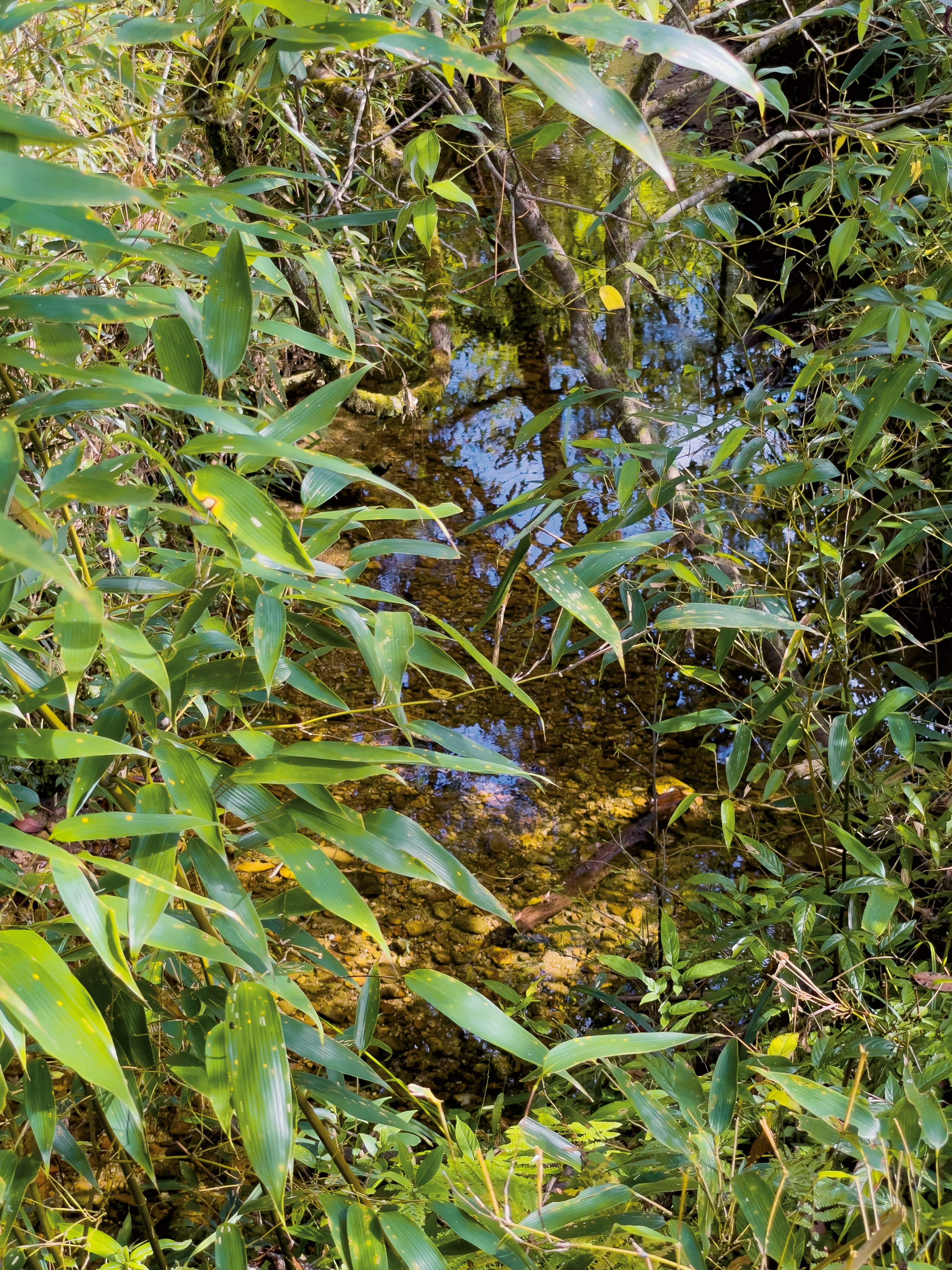 Crystal-clear stream meandering through lush green foliage, reflecting the sky above. The scene invites tranquility and exploration.