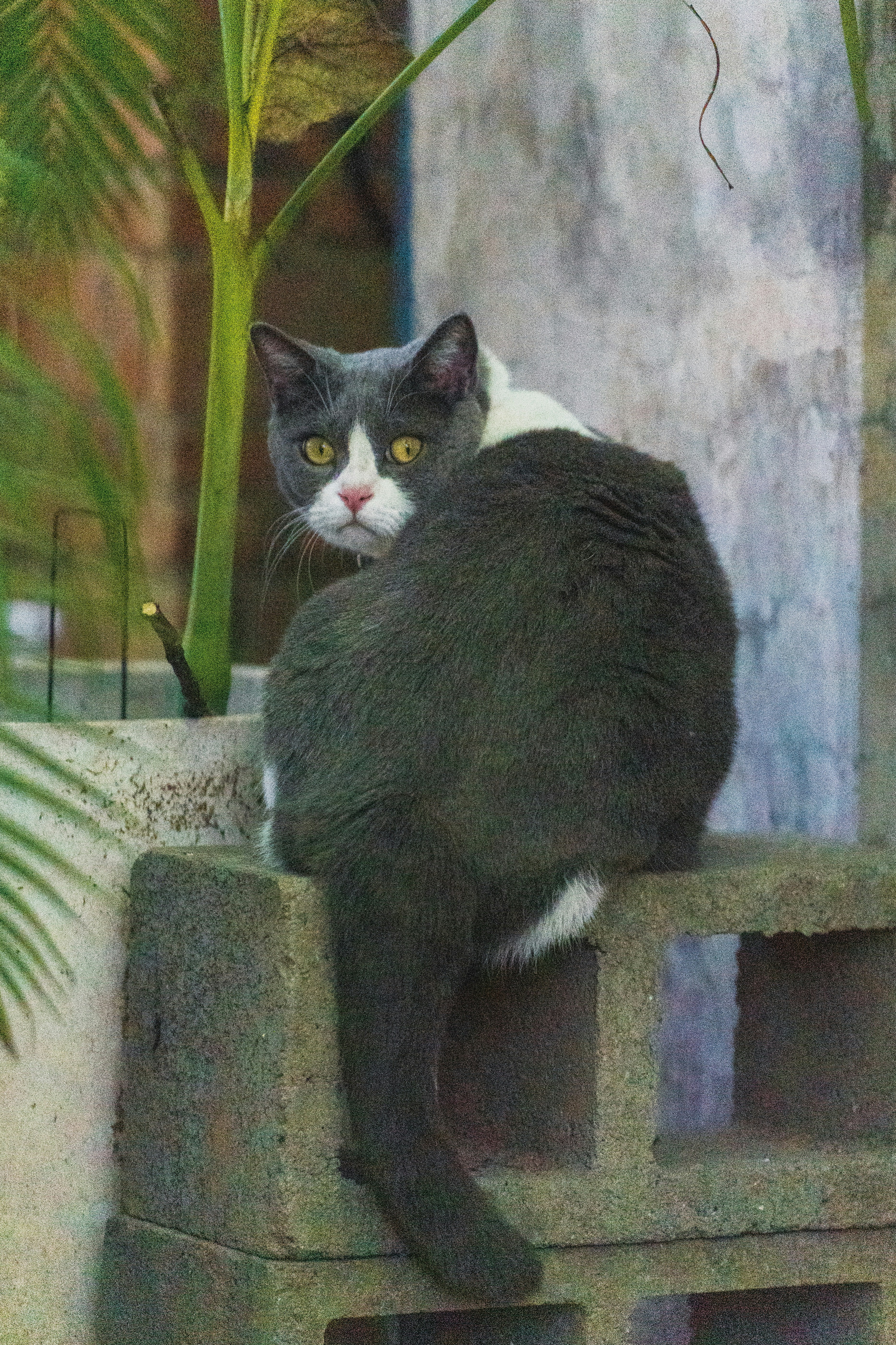 Turned Gaze on Weathered Steps: A Quiet Cat
