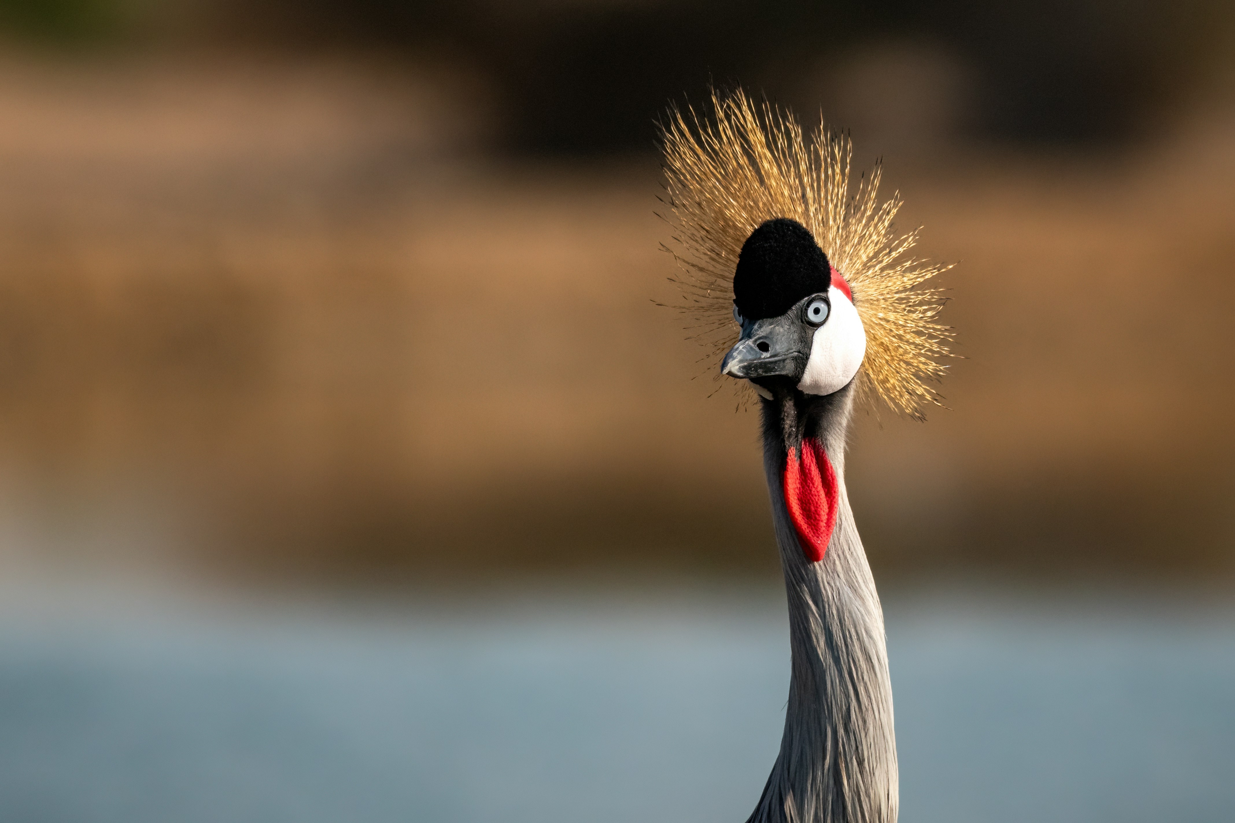 This stunning close-up captures the regal beauty of a Grey Crowned Crane. The bird's distinctive features, including its golden crown, black and white plumage, and elegant posture, are beautifully