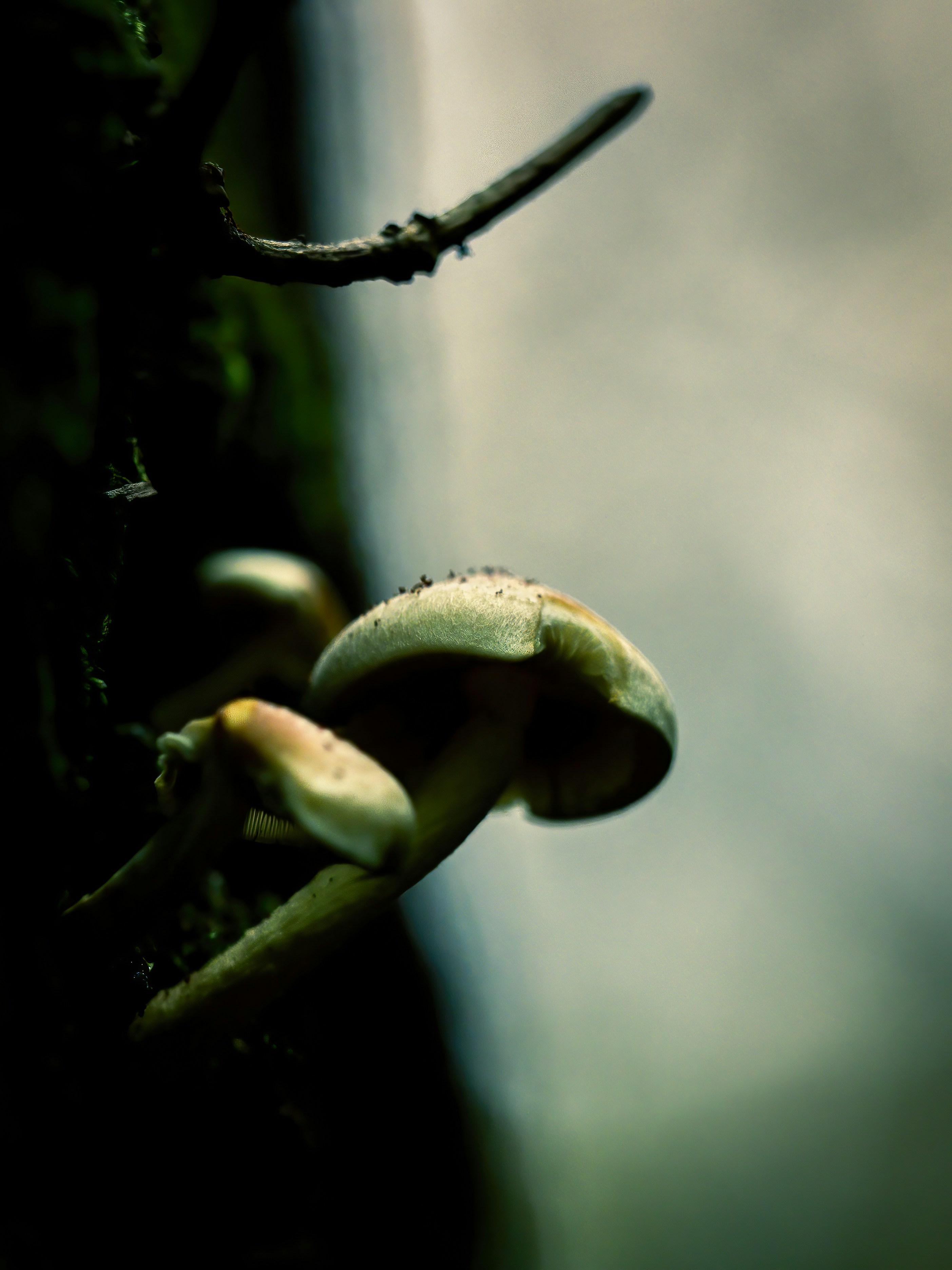 Close-up photograph of pale green mushrooms clinging to a moss-covered trunk with a softly blurred background.