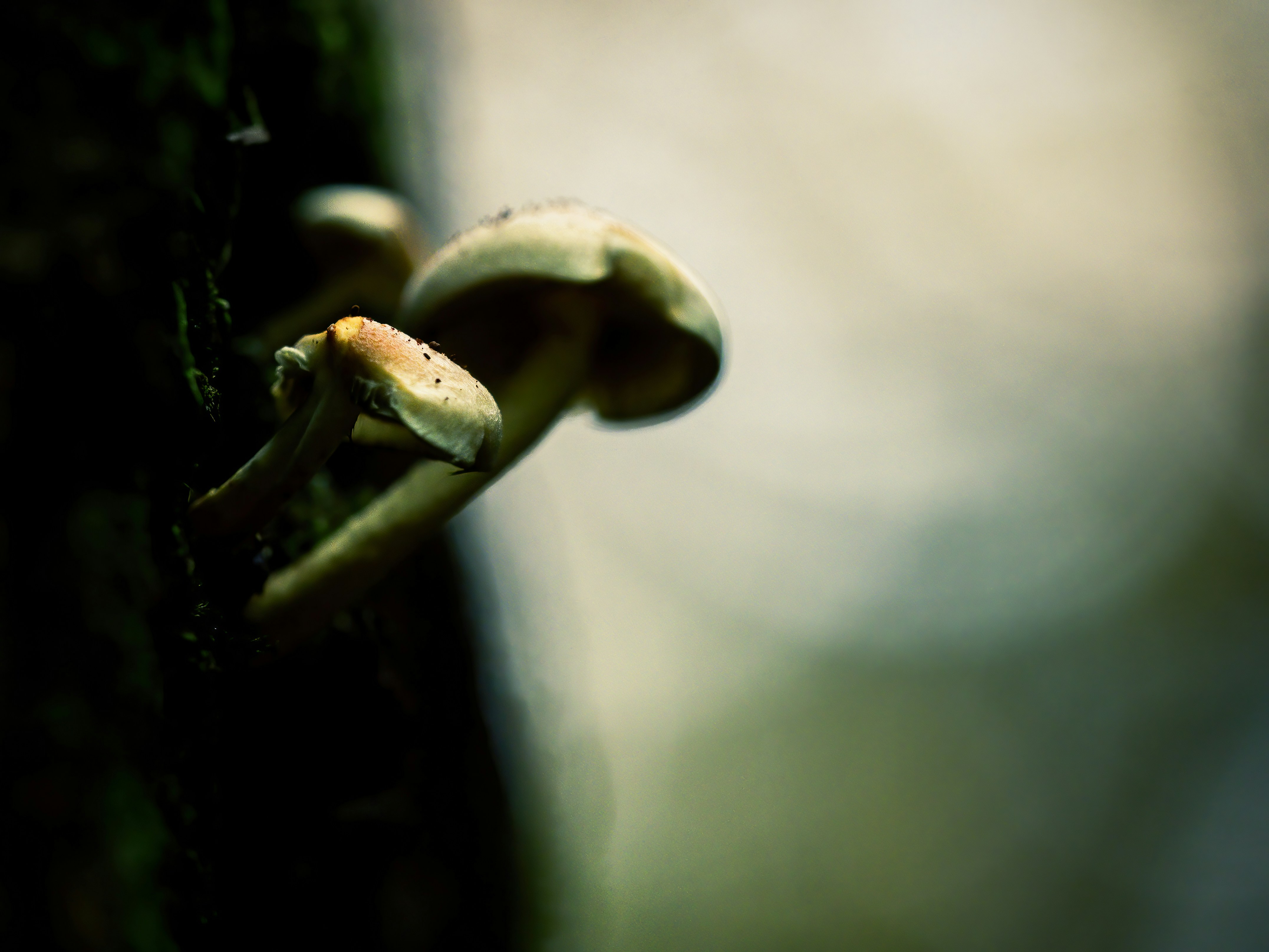 A group of mushrooms growing on the side of a tree